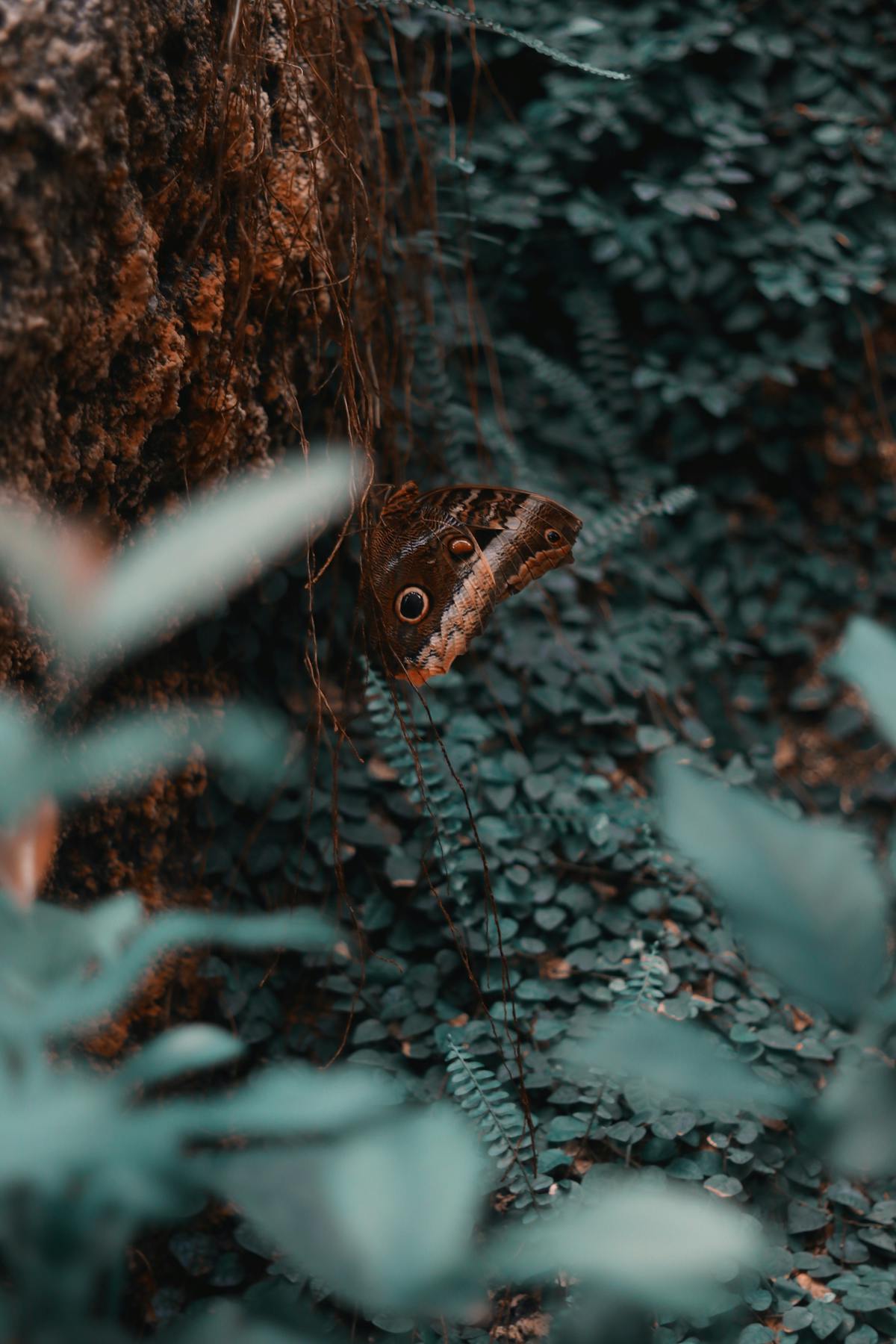 Brown Butterfly Photos, Download The BEST Free Brown Butterfly Stock ...