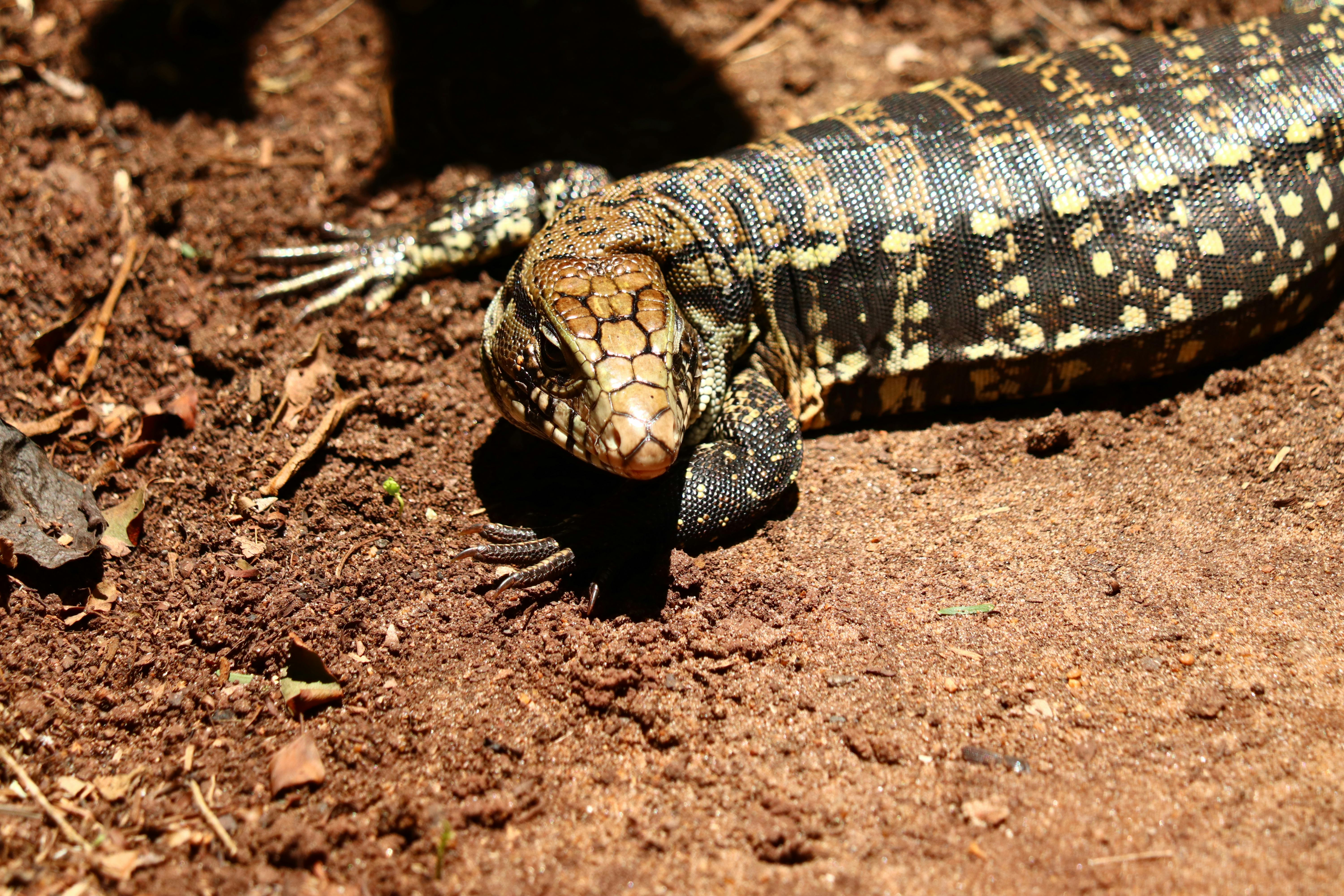 Brown Gecko in Green Open Field · Free Stock Photo