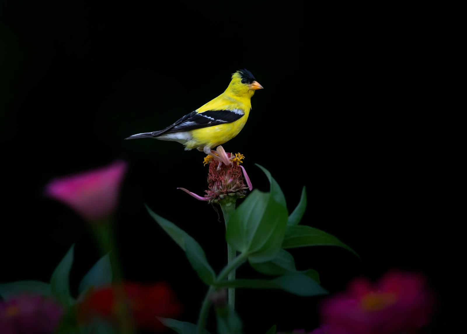 Goldfinch Photos, Download The BEST Free Goldfinch Stock Photos & HD Images