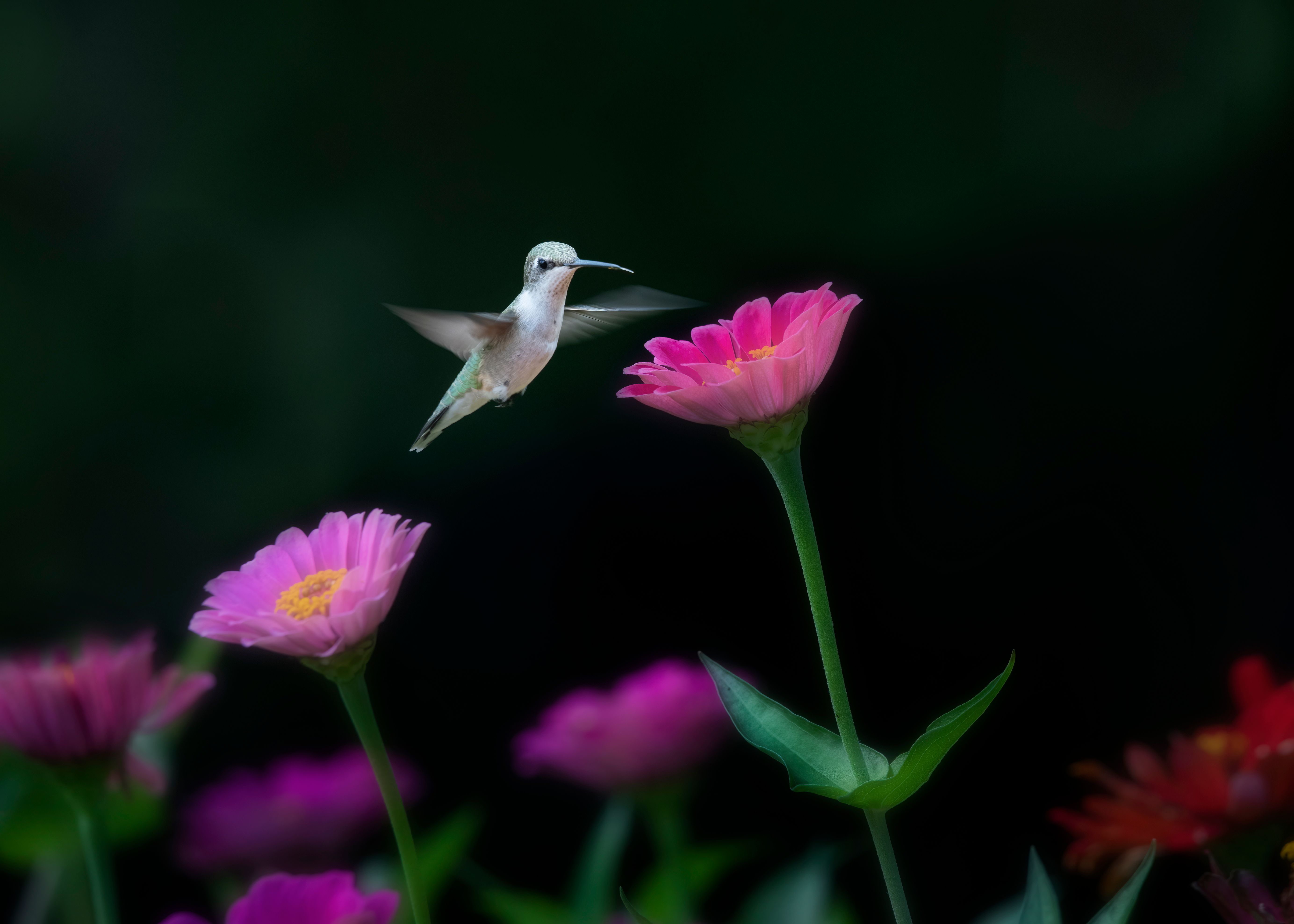 Bambus Blume Photos, Download The BEST Free Bambus Blume Stock Photos ...