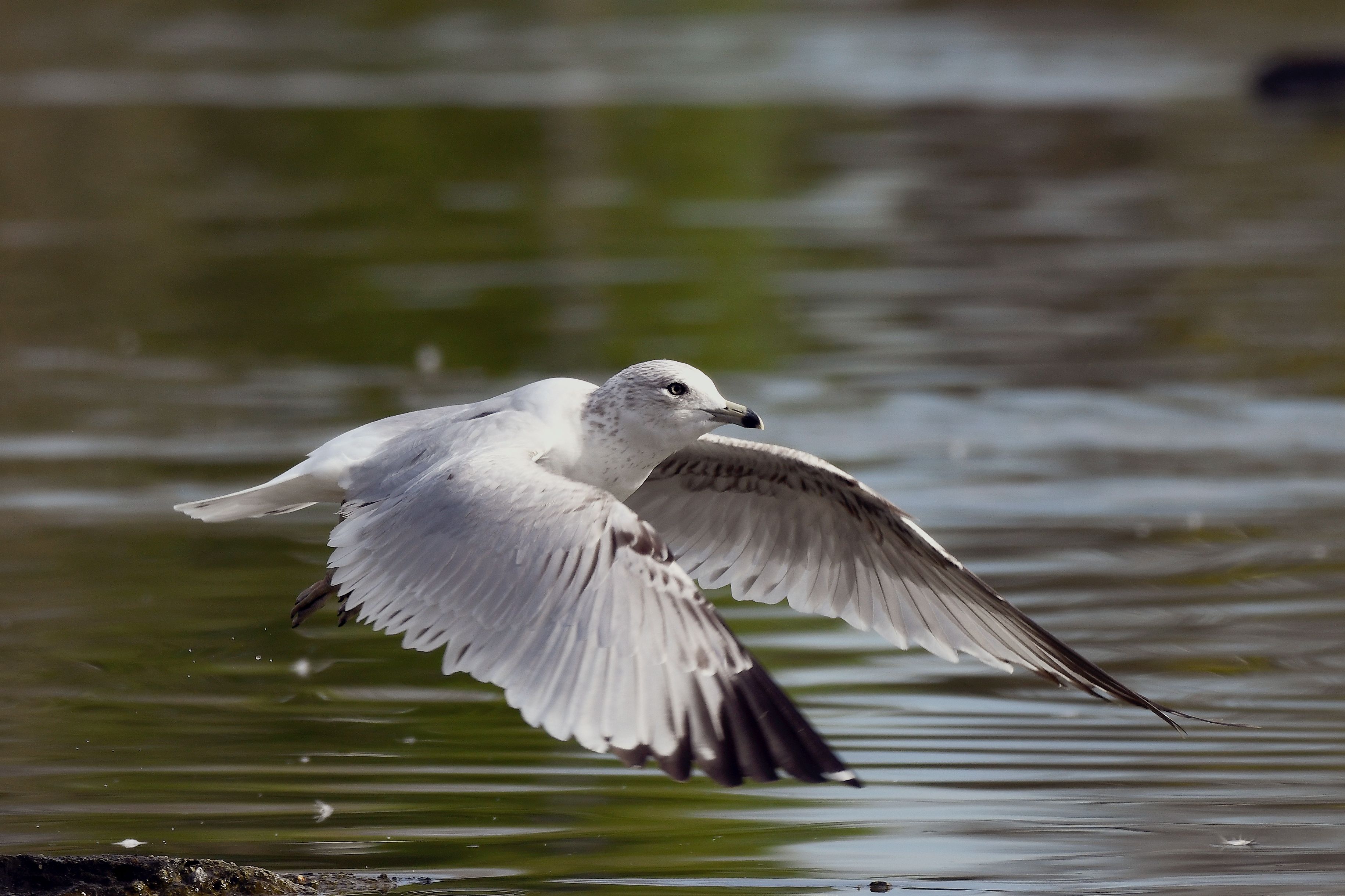 Seagull Flying over Water · Free Stock Photo