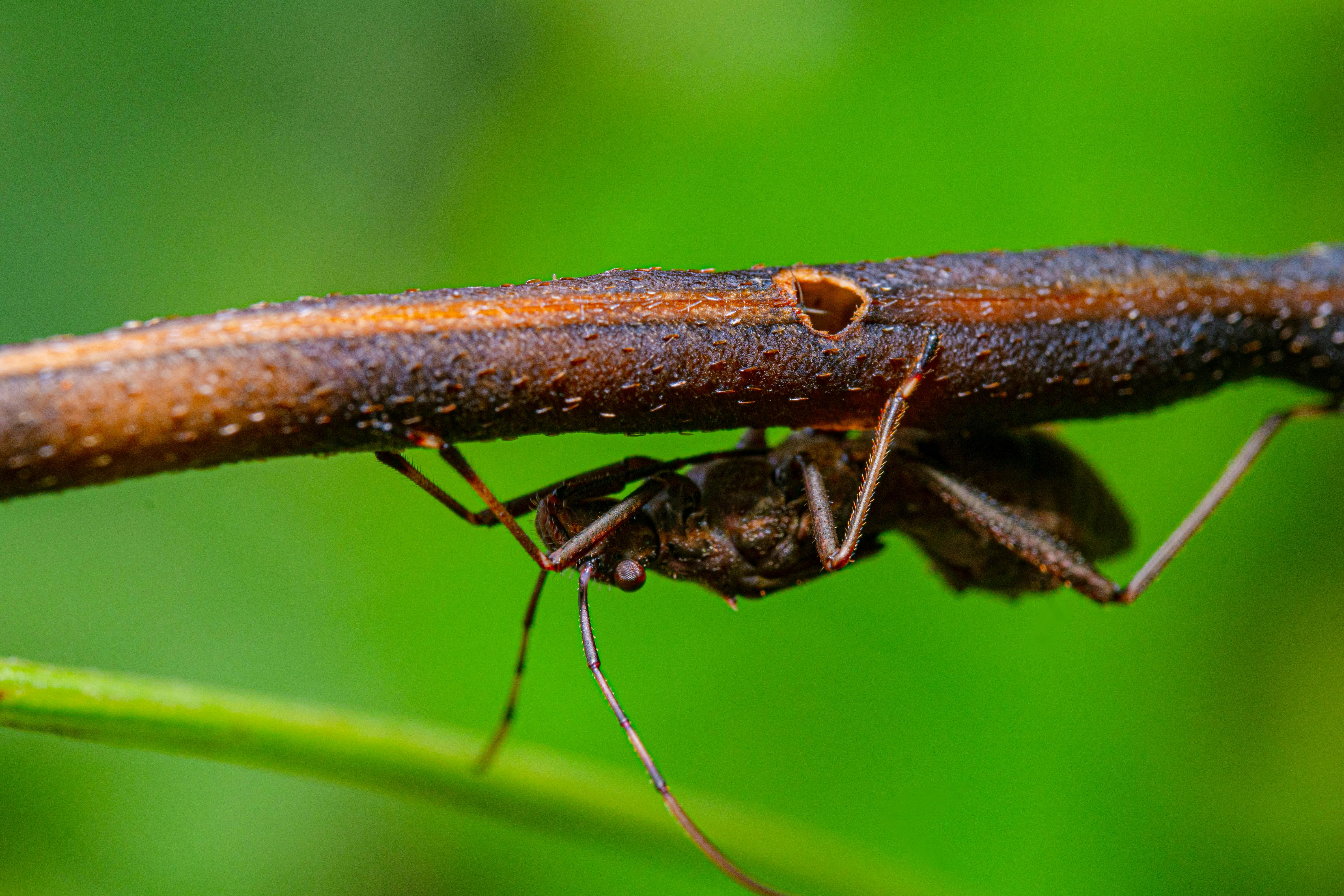 Bug under Branch · Free Stock Photo
