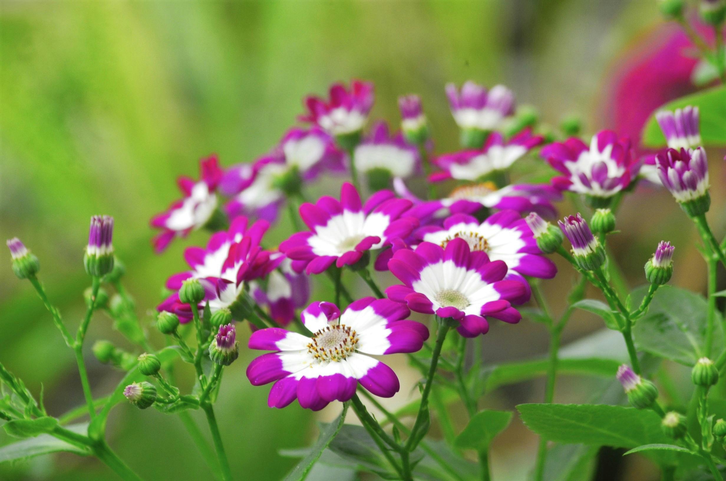 Close-up Photo of an Azalea Flower · Free Stock Photo