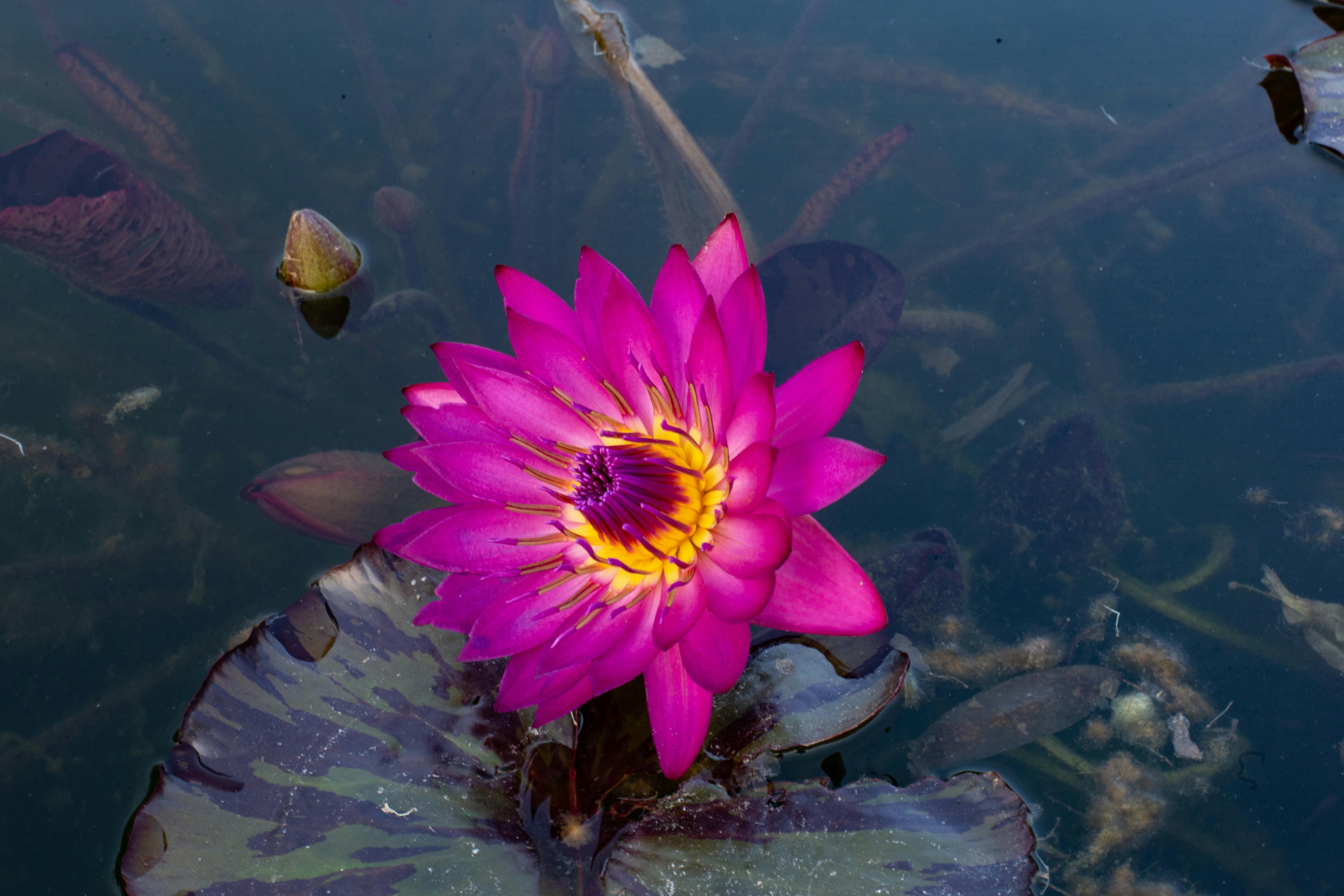 Water Lilies on Body of Water · Free Stock Photo