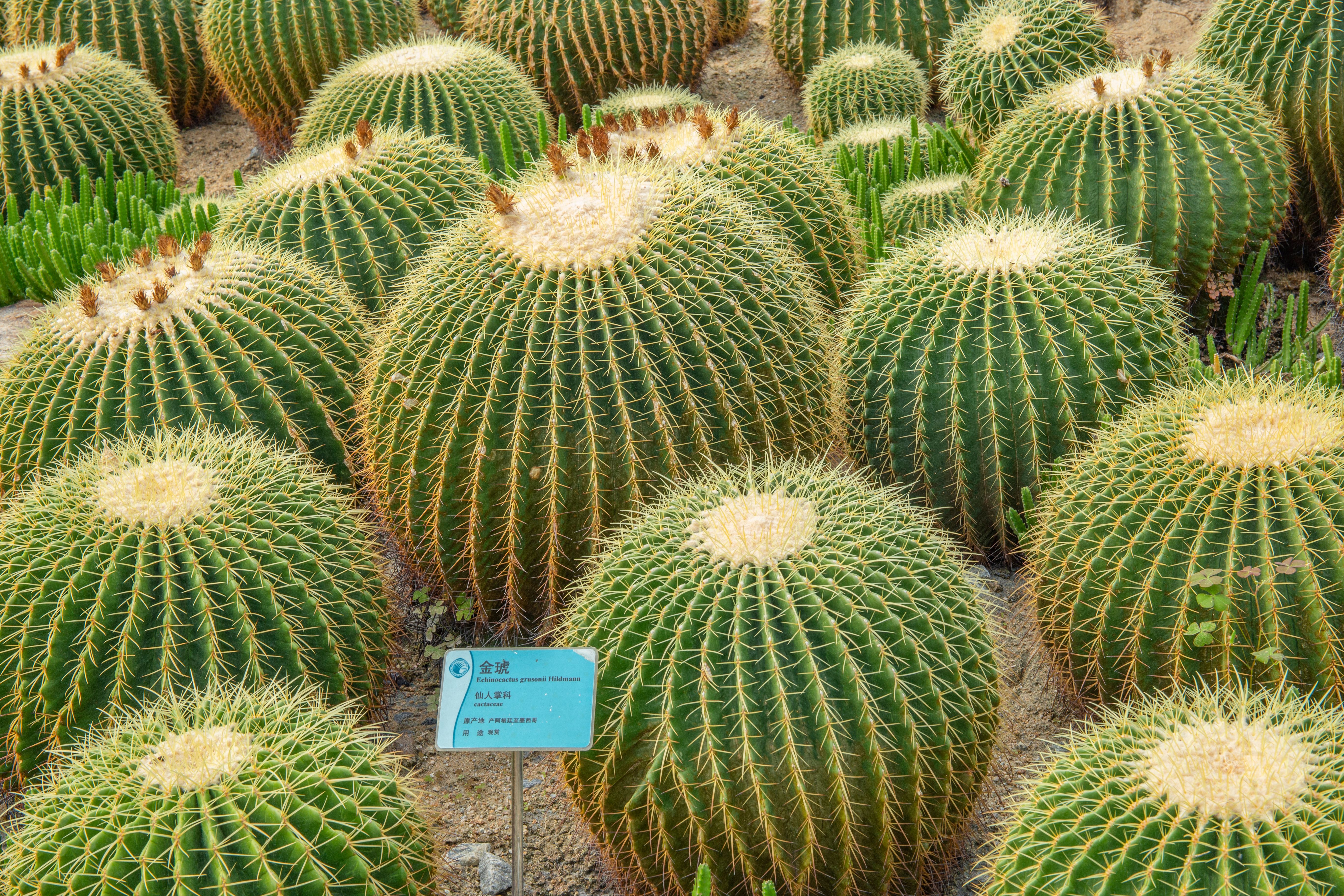 Round Cactuses in a Nursery · Free Stock Photo