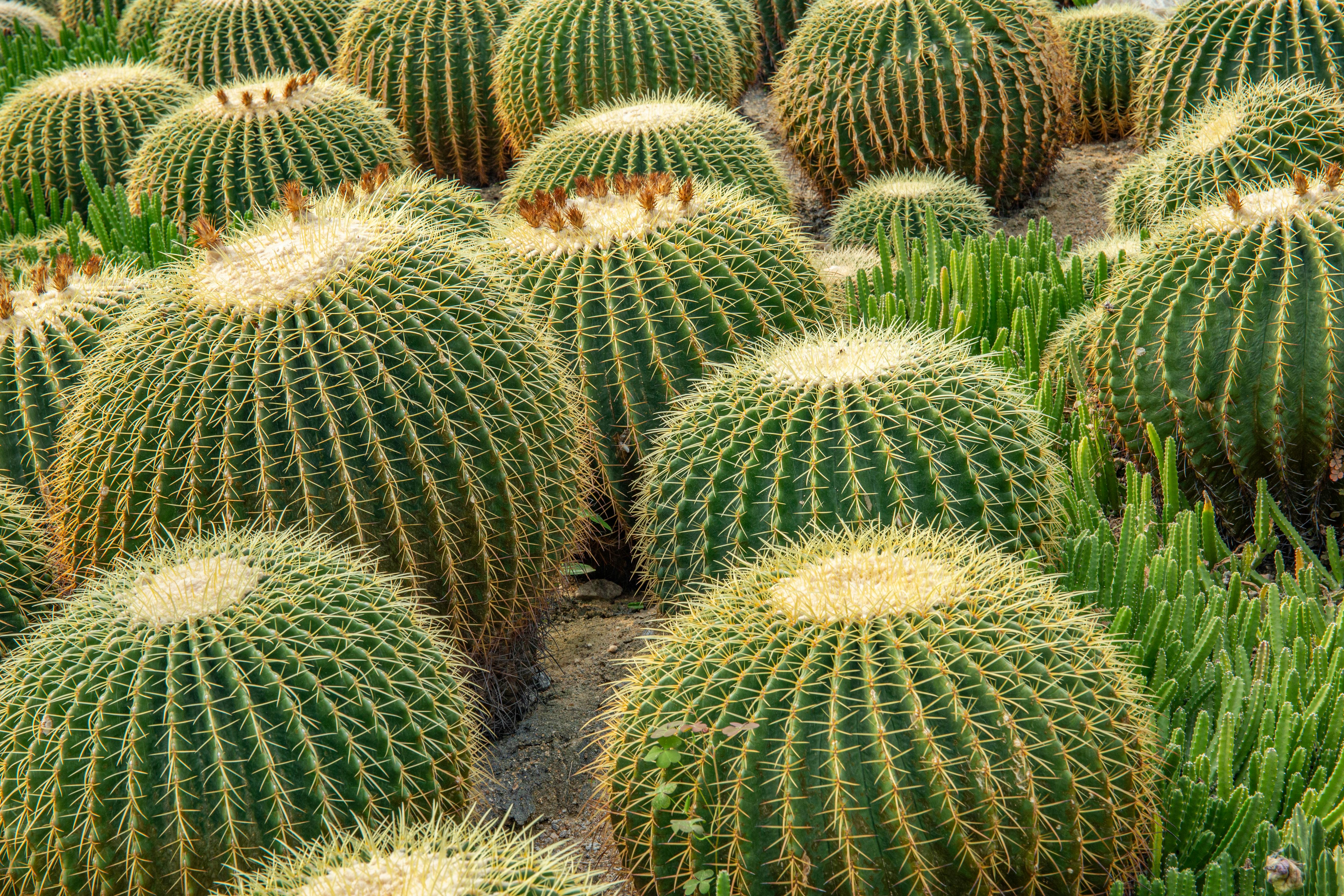 Closeup Photo of Cactus Plants · Free Stock Photo