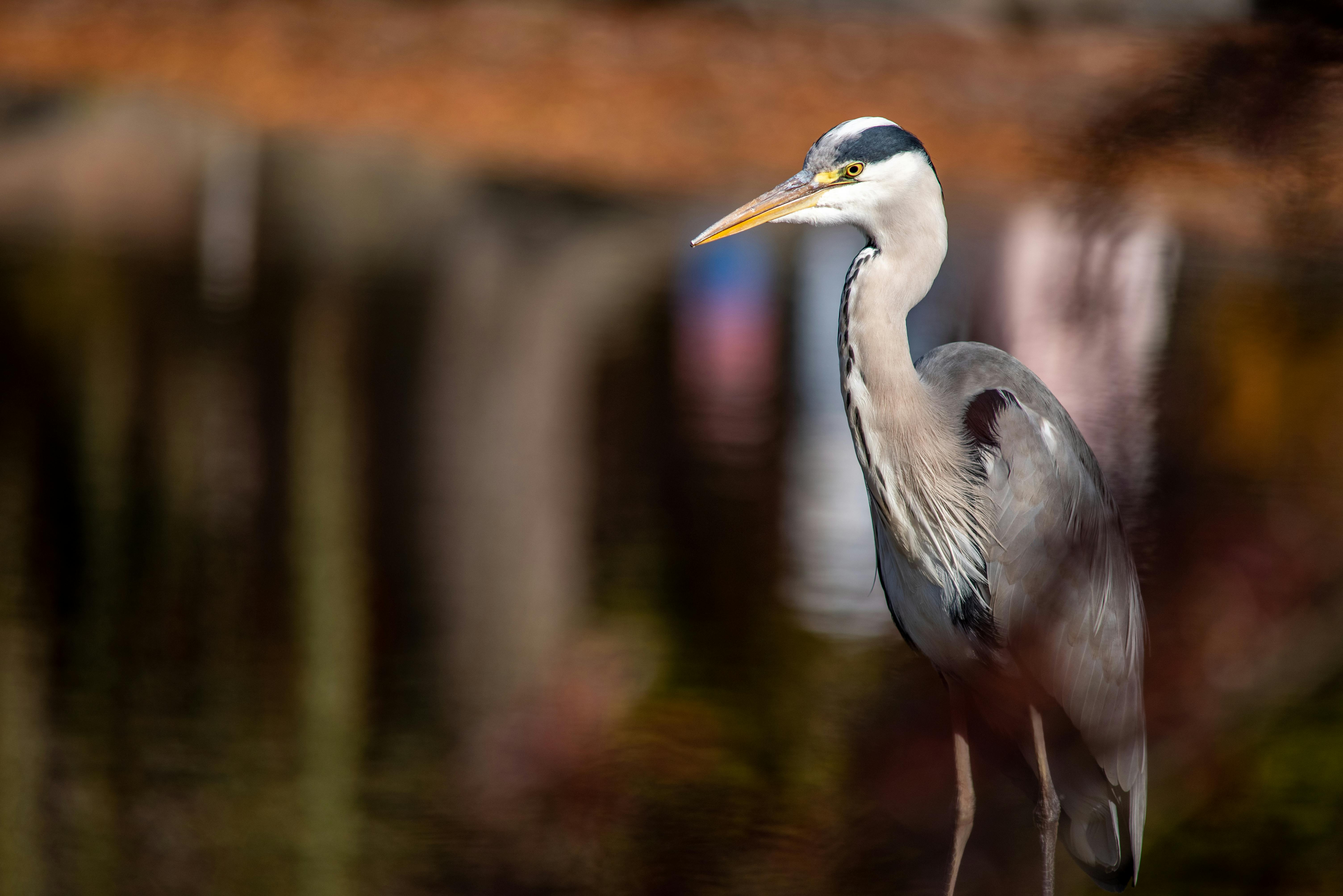 Semi Bird Photos, Download Free Semi Bird Stock Photos & HD Images