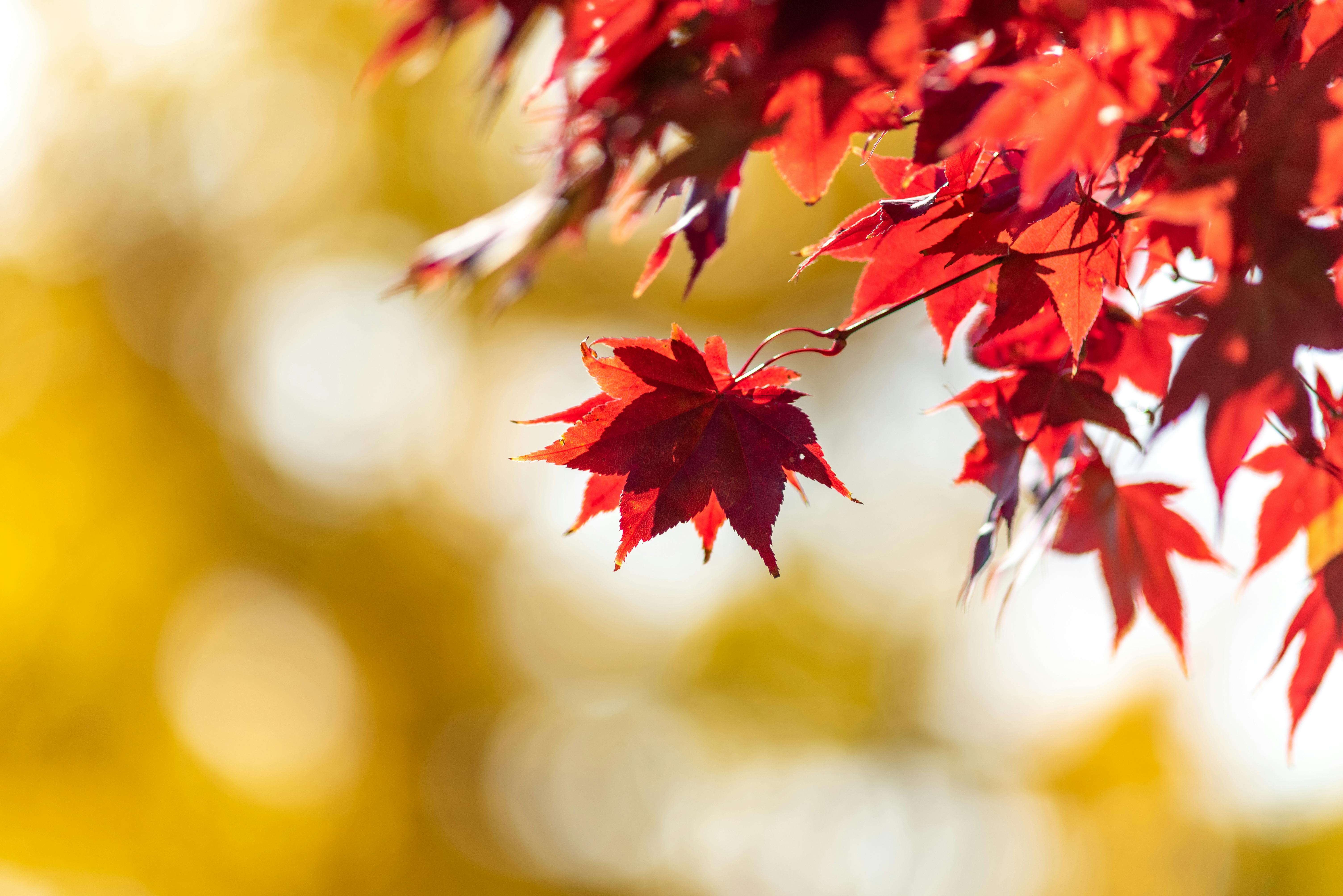 Toroidal Gold Photos, Download The BEST Free Toroidal Gold Stock Photos ...