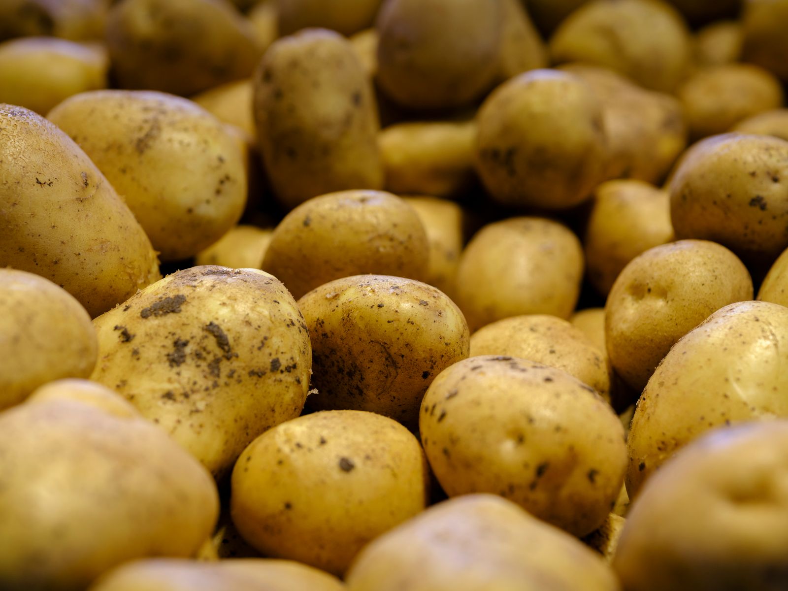 Potato Field Photos, Download The BEST Free Potato Field Stock Photos ...