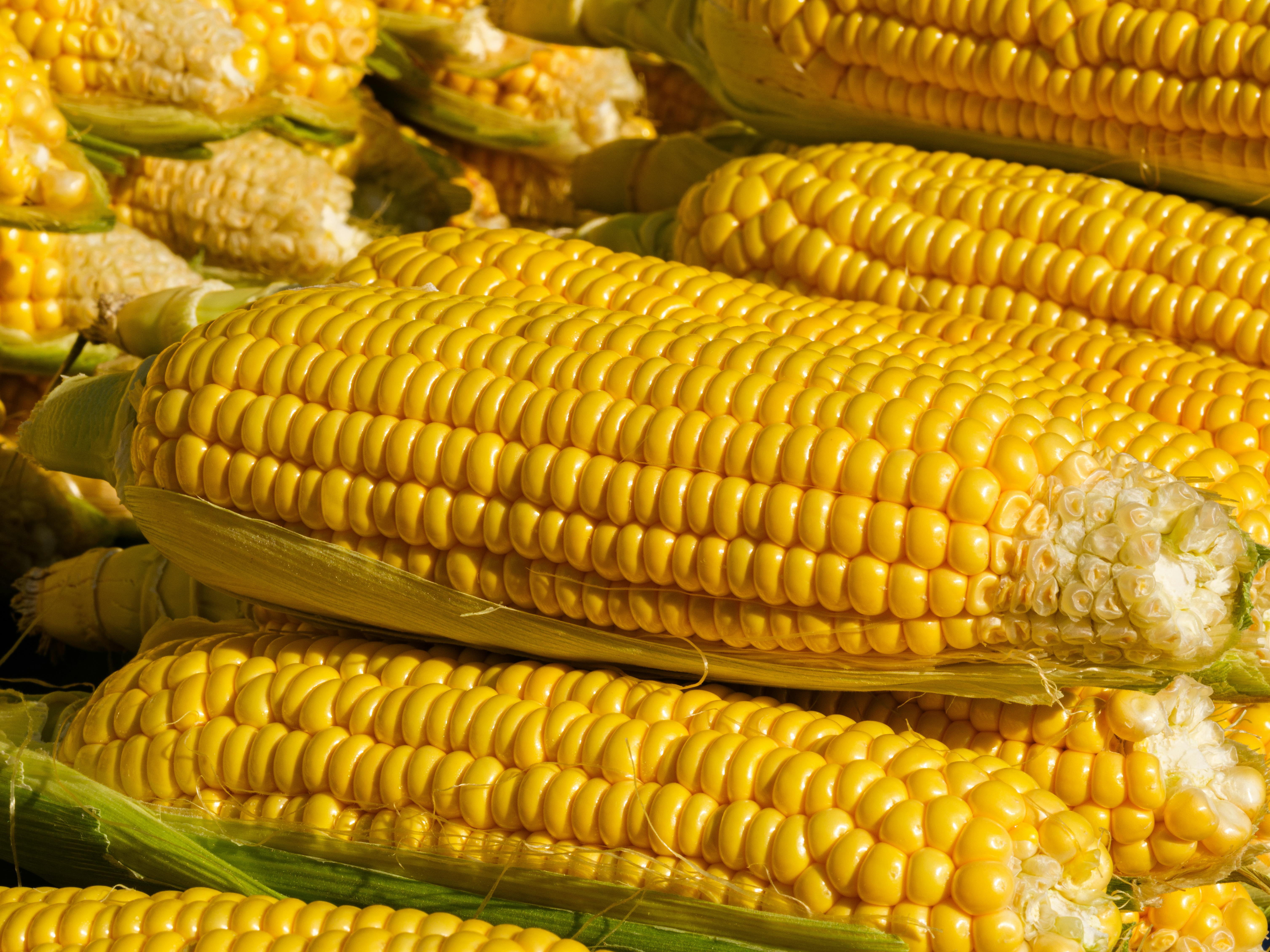 Close-up of Corn Cobs · Free Stock Photo