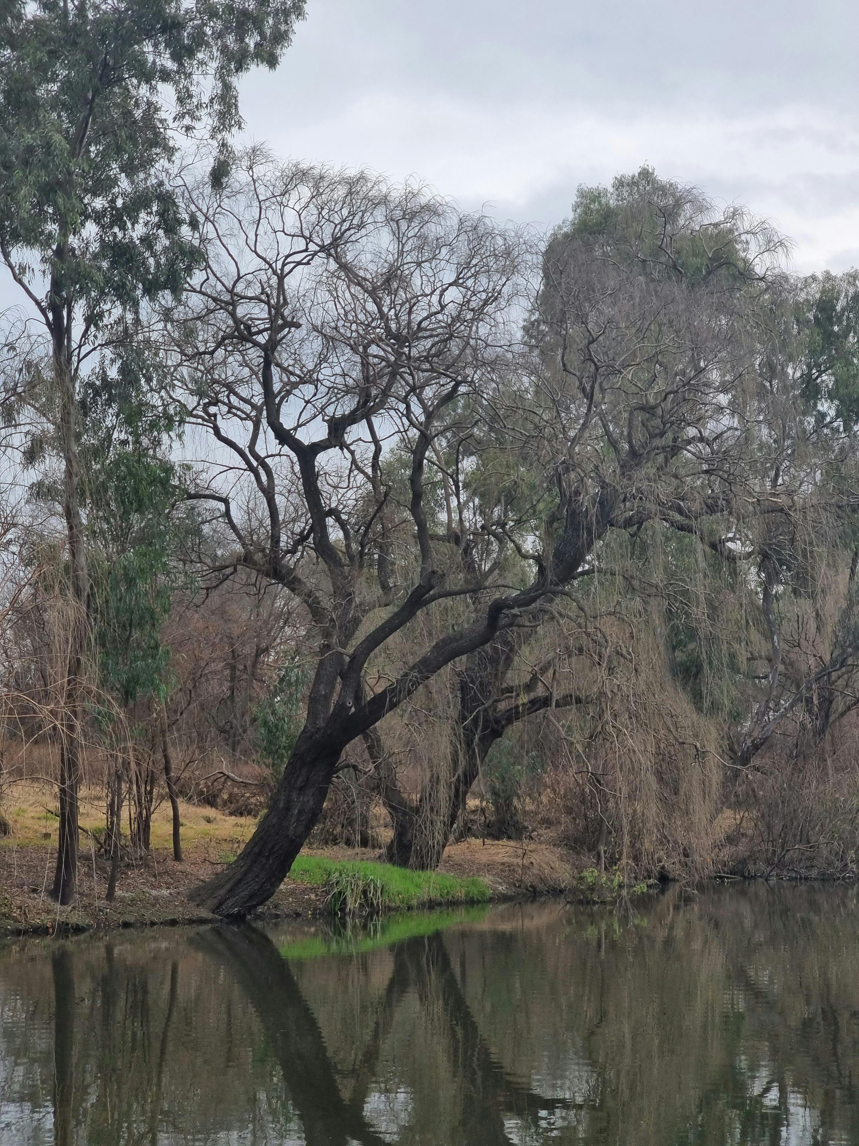 Barren Trees in Autumn · Free Stock Photo