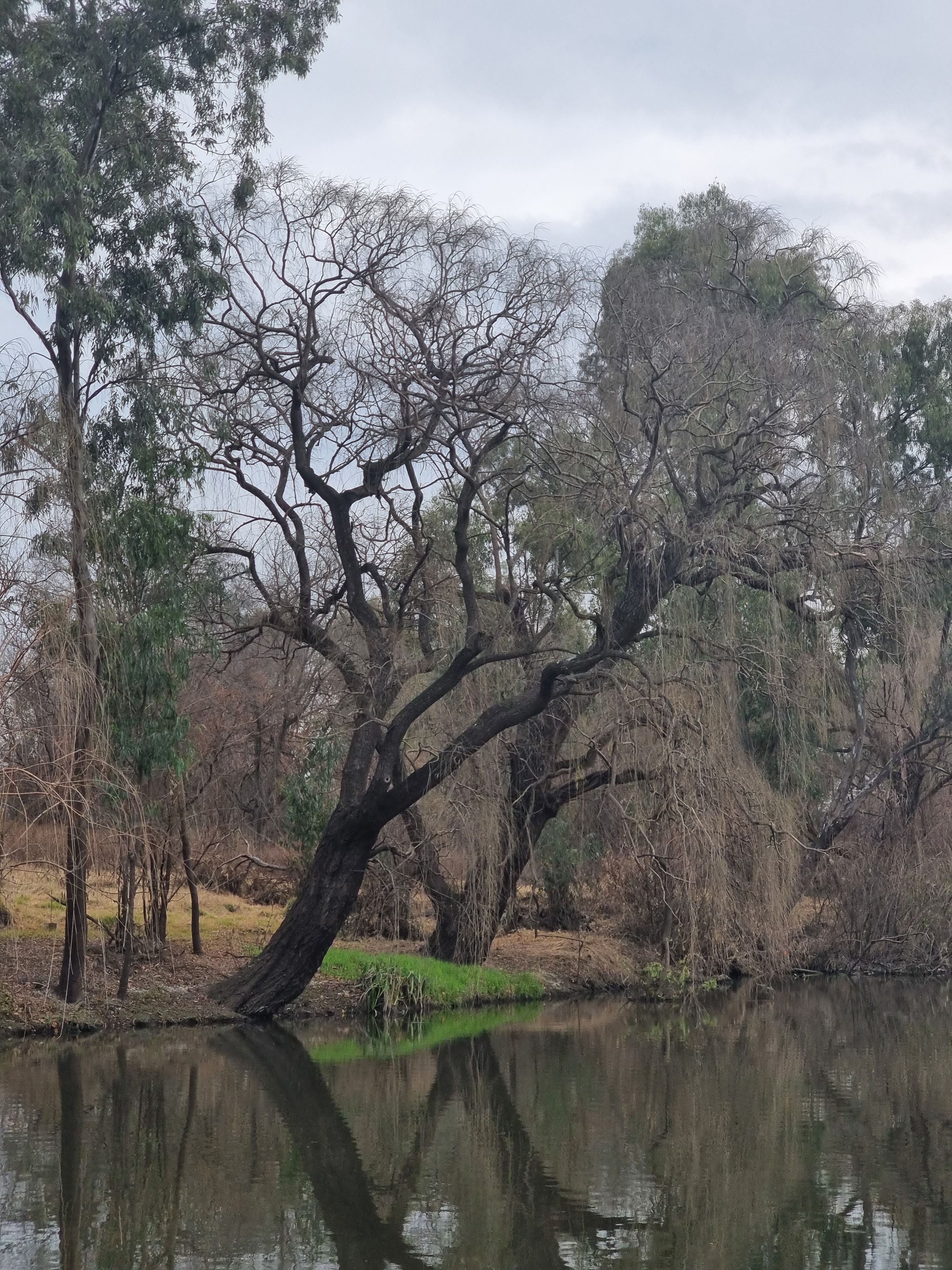 Barren Trees Reflecting in Lake · Free Stock Photo