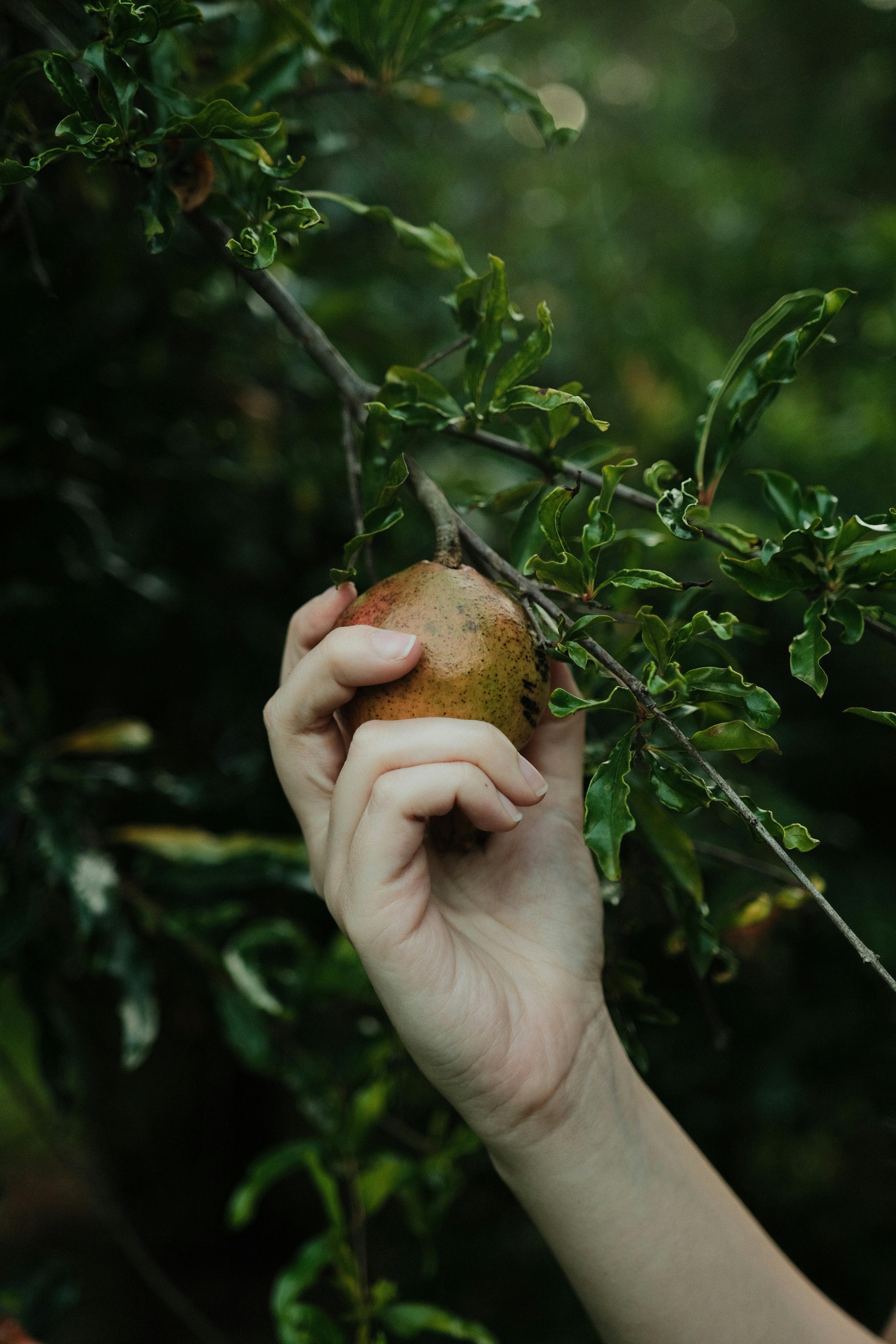 Close-up of Hand Touching Fruit on Tree in Garden · Free Stock Photo