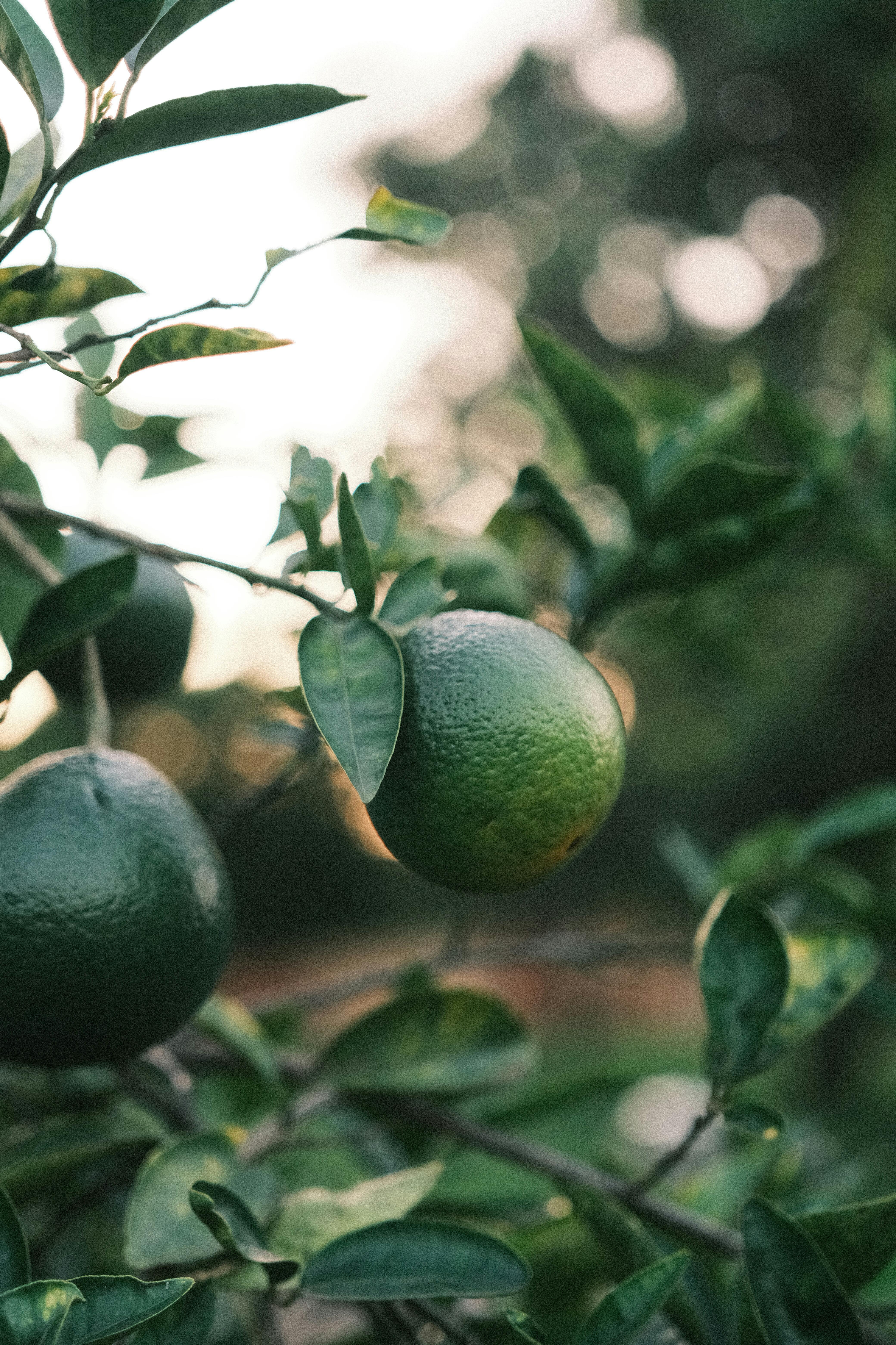 Orange Fruit on Tree · Free Stock Photo