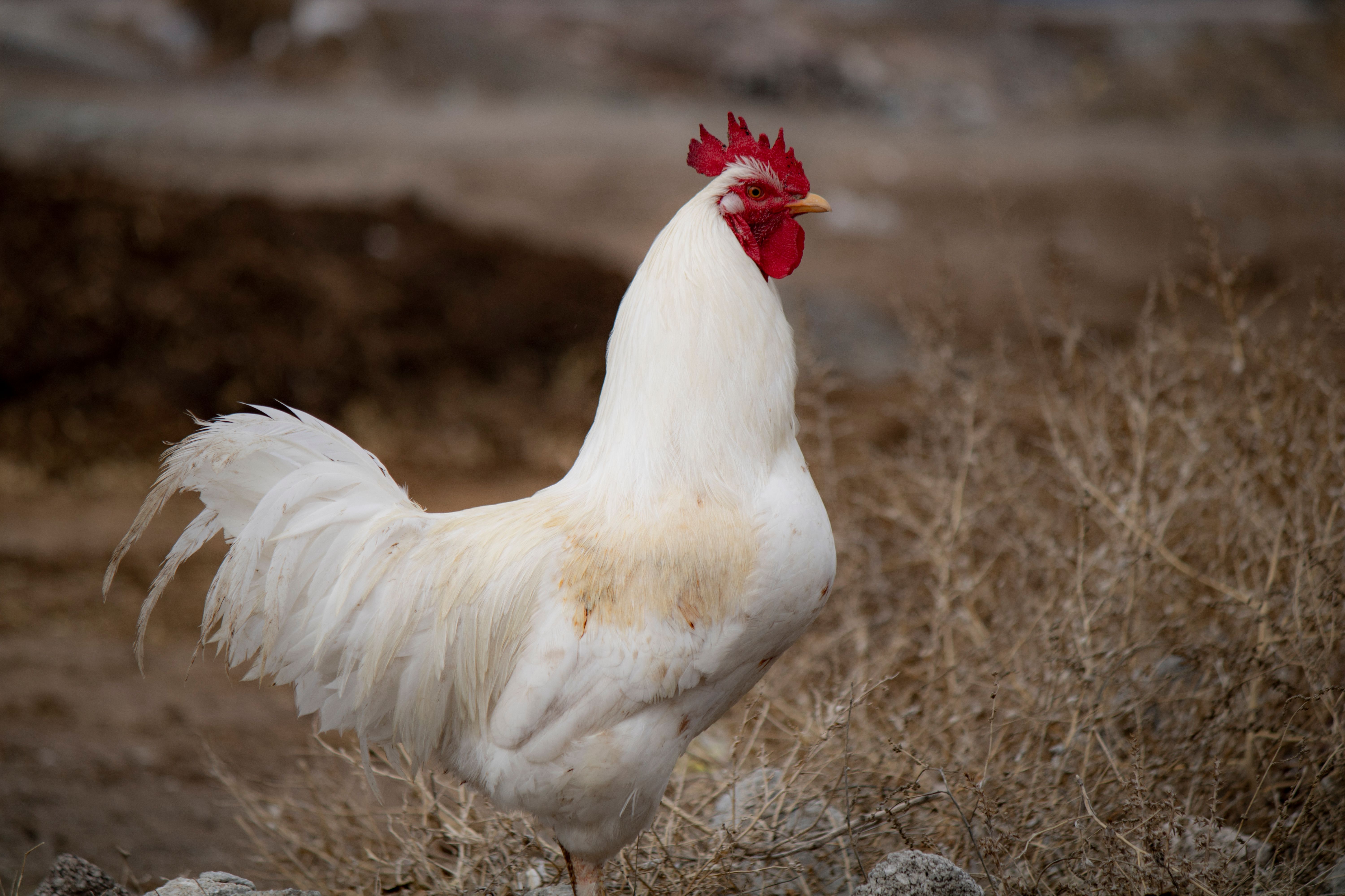 Golden Rooster Photos, Download The BEST Free Golden Rooster Stock ...