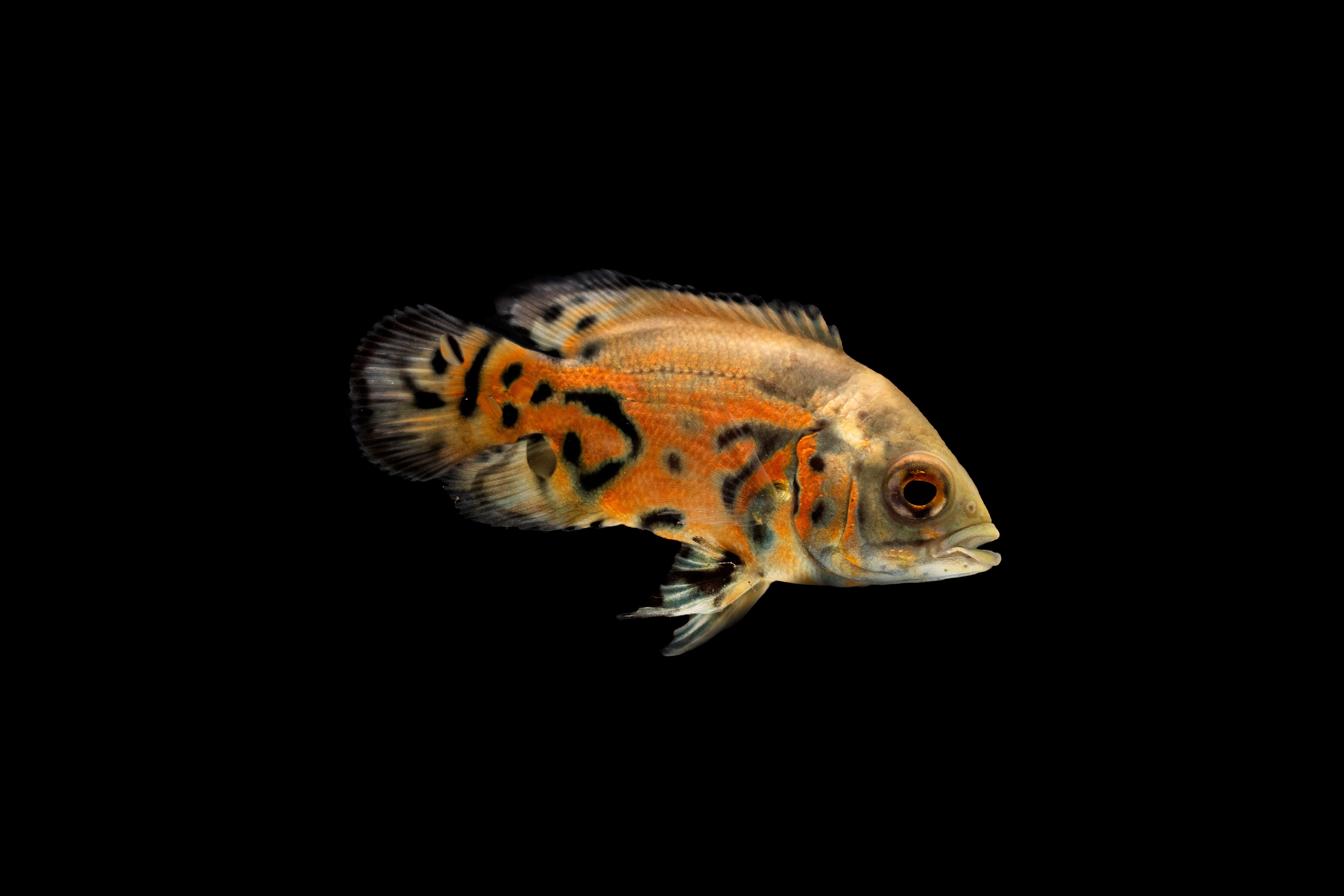 Foto de stock gratuita sobre acuario de peces, afición al acuario ...