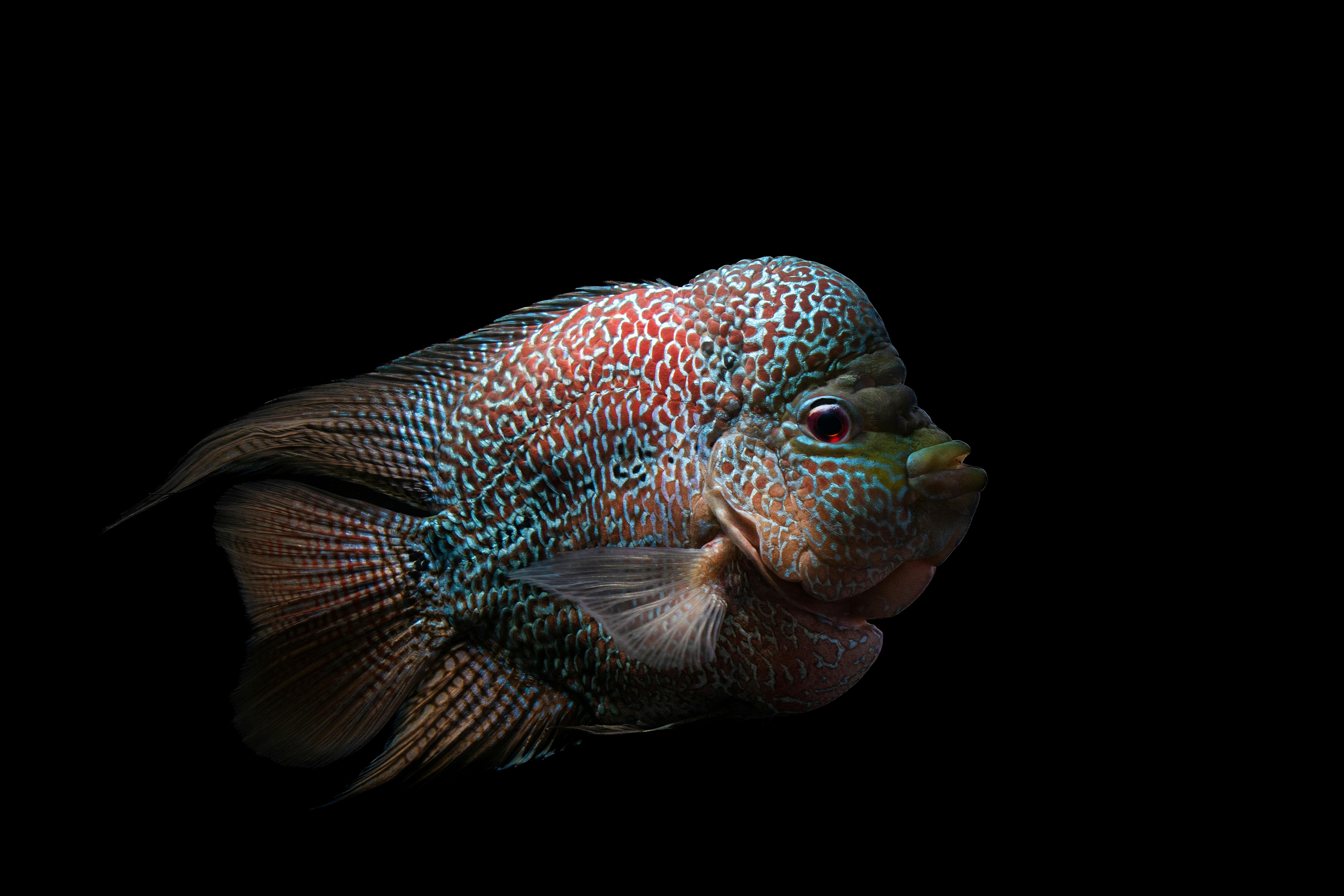 Close-up Photo of Flowerhorn Fish · Free Stock Photo