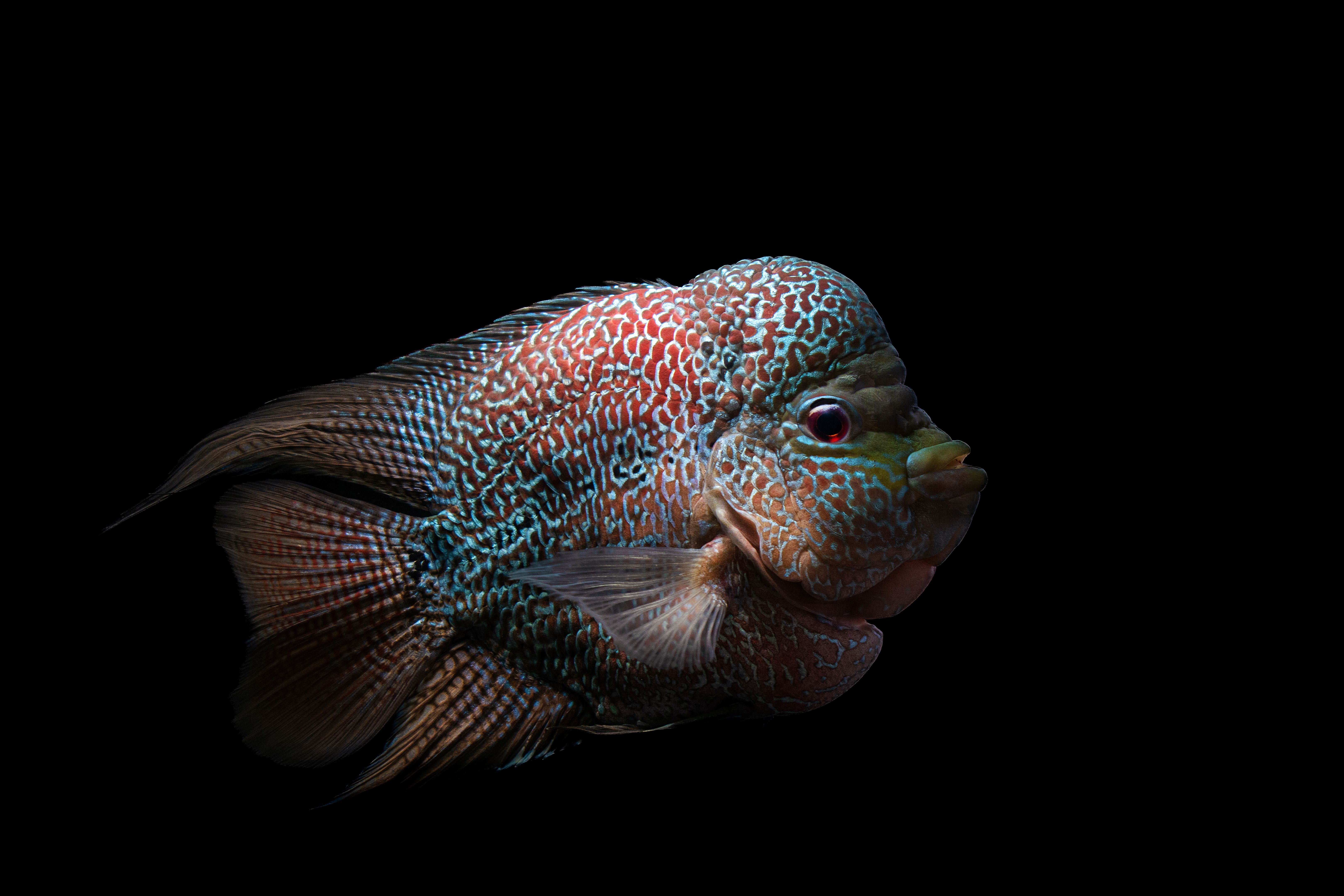 Foto de stock gratuita sobre cuerno de flor, de cerca, fish, flowerhorn ...