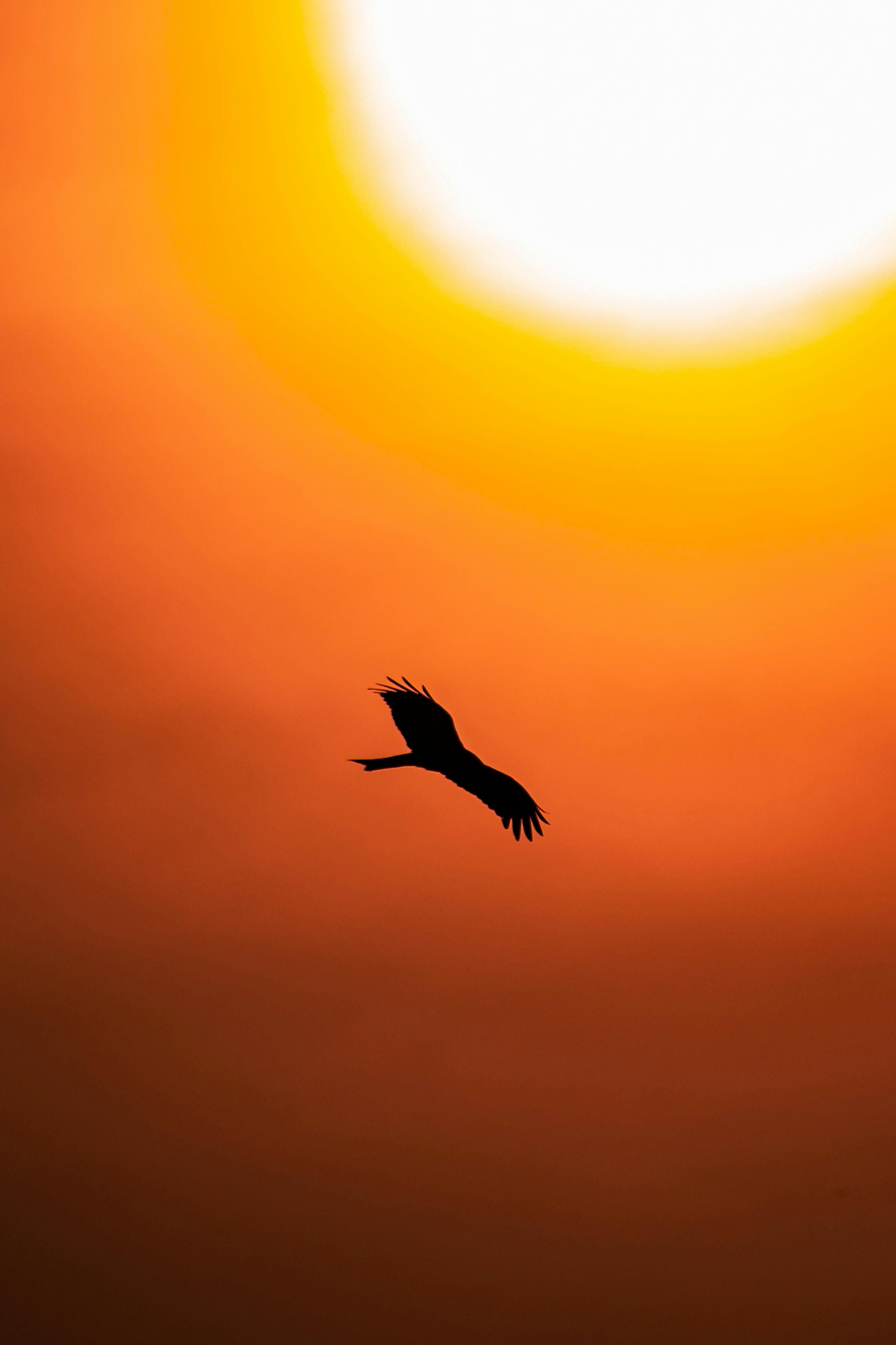 Under Bird Wallpapers Birds Flying Under Clouds At Dusk · Free Stock