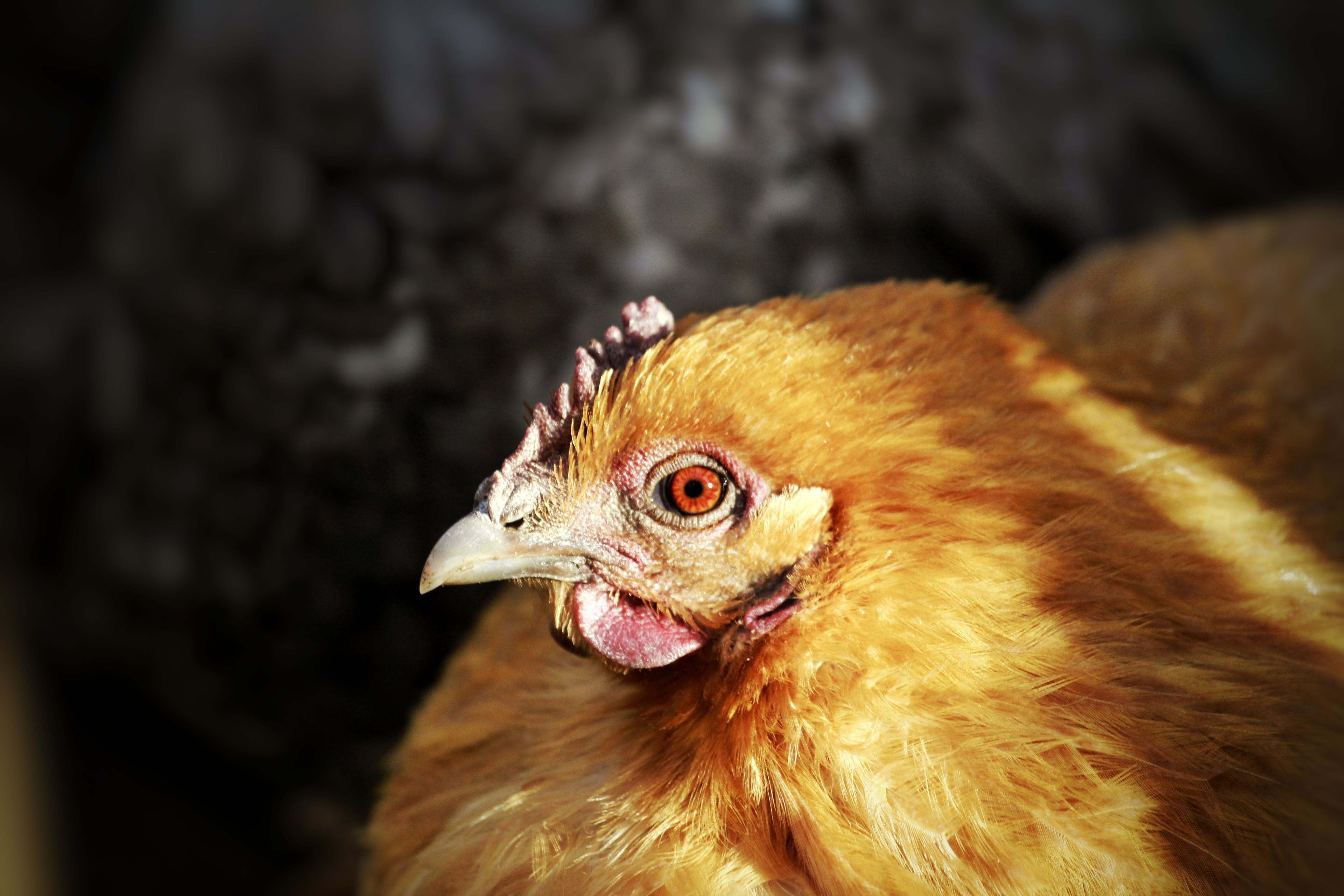 Hen on Grass · Free Stock Photo