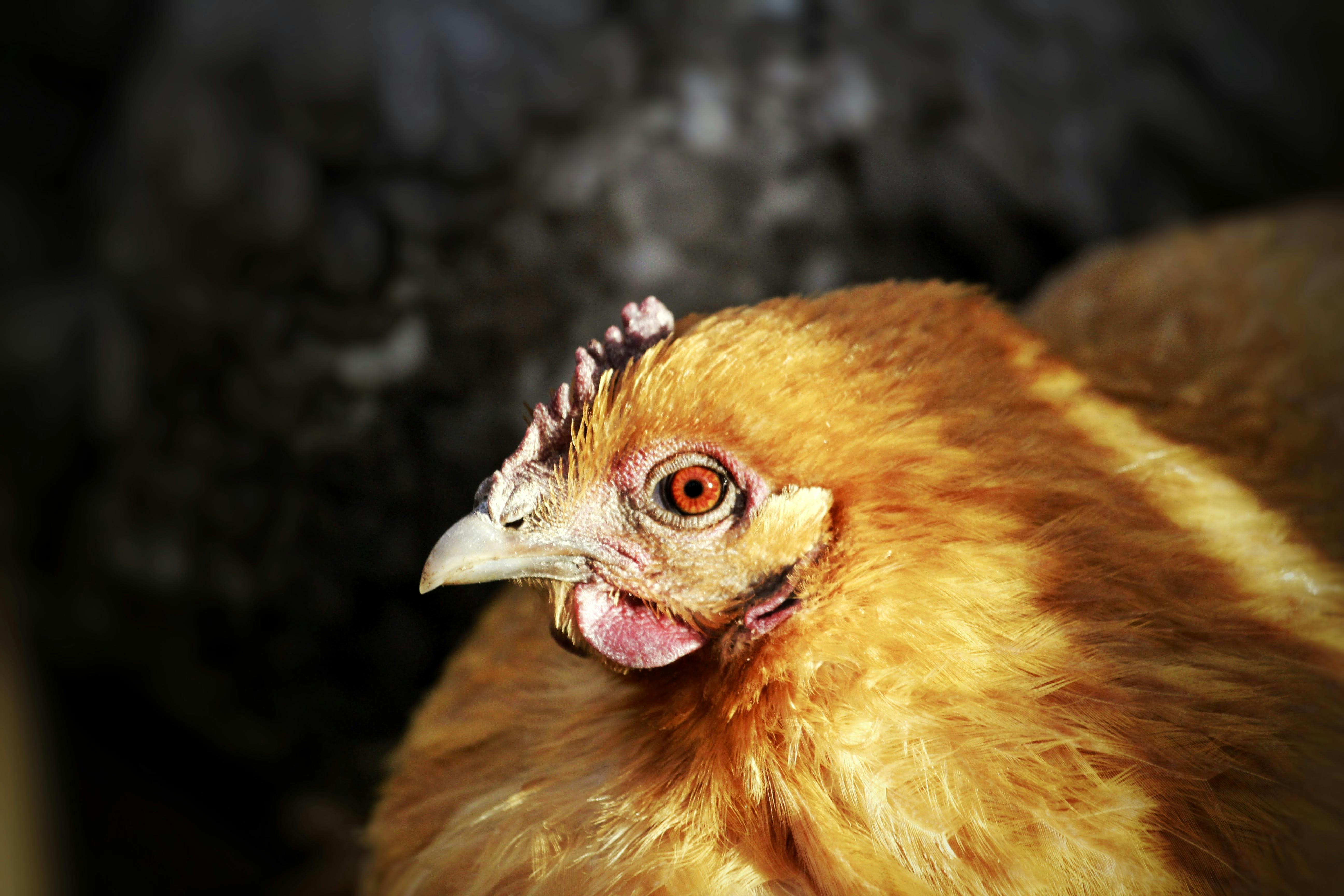 Close up of Hen Head · Free Stock Photo