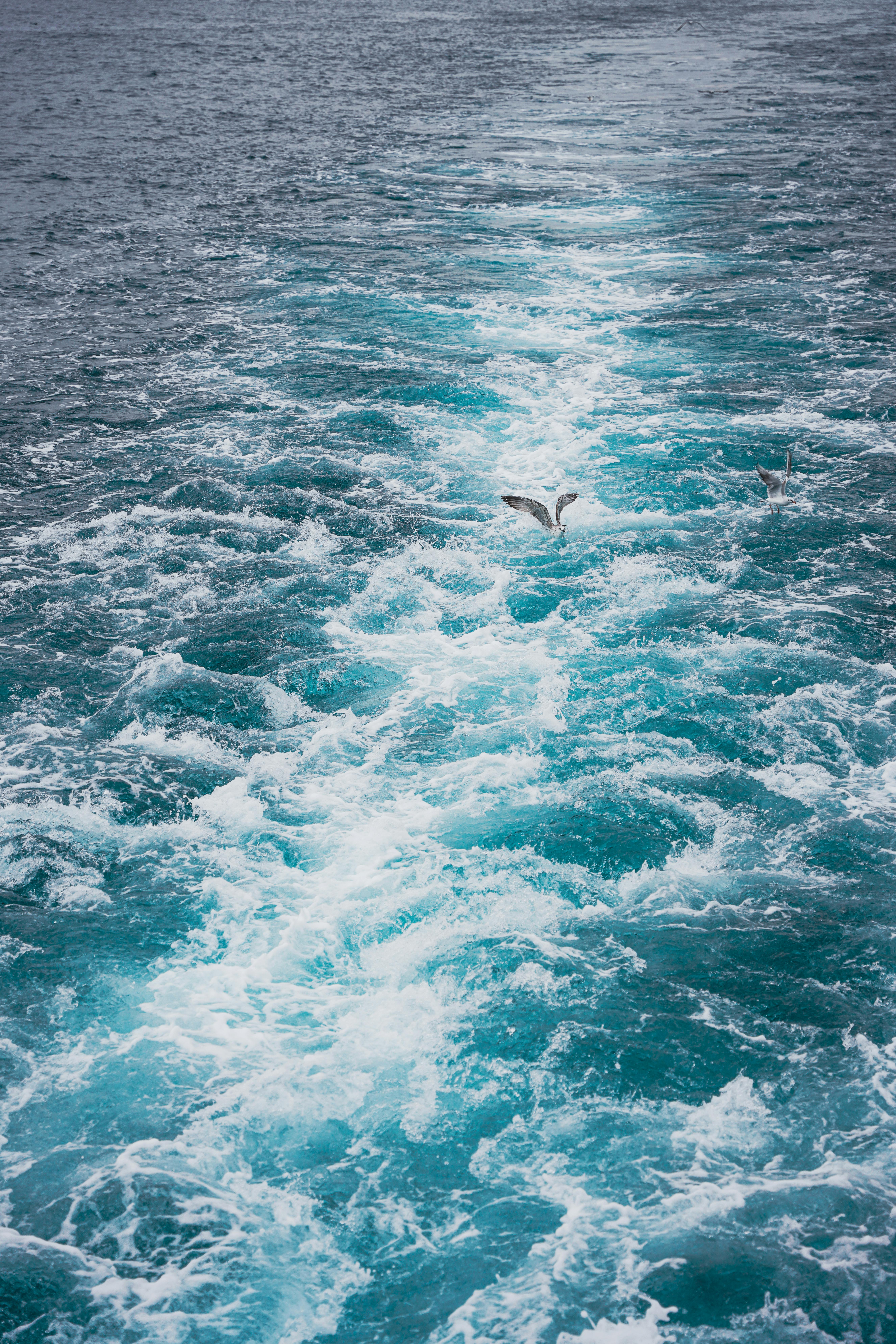 Bird Flying Over the Sea · Free Stock Photo