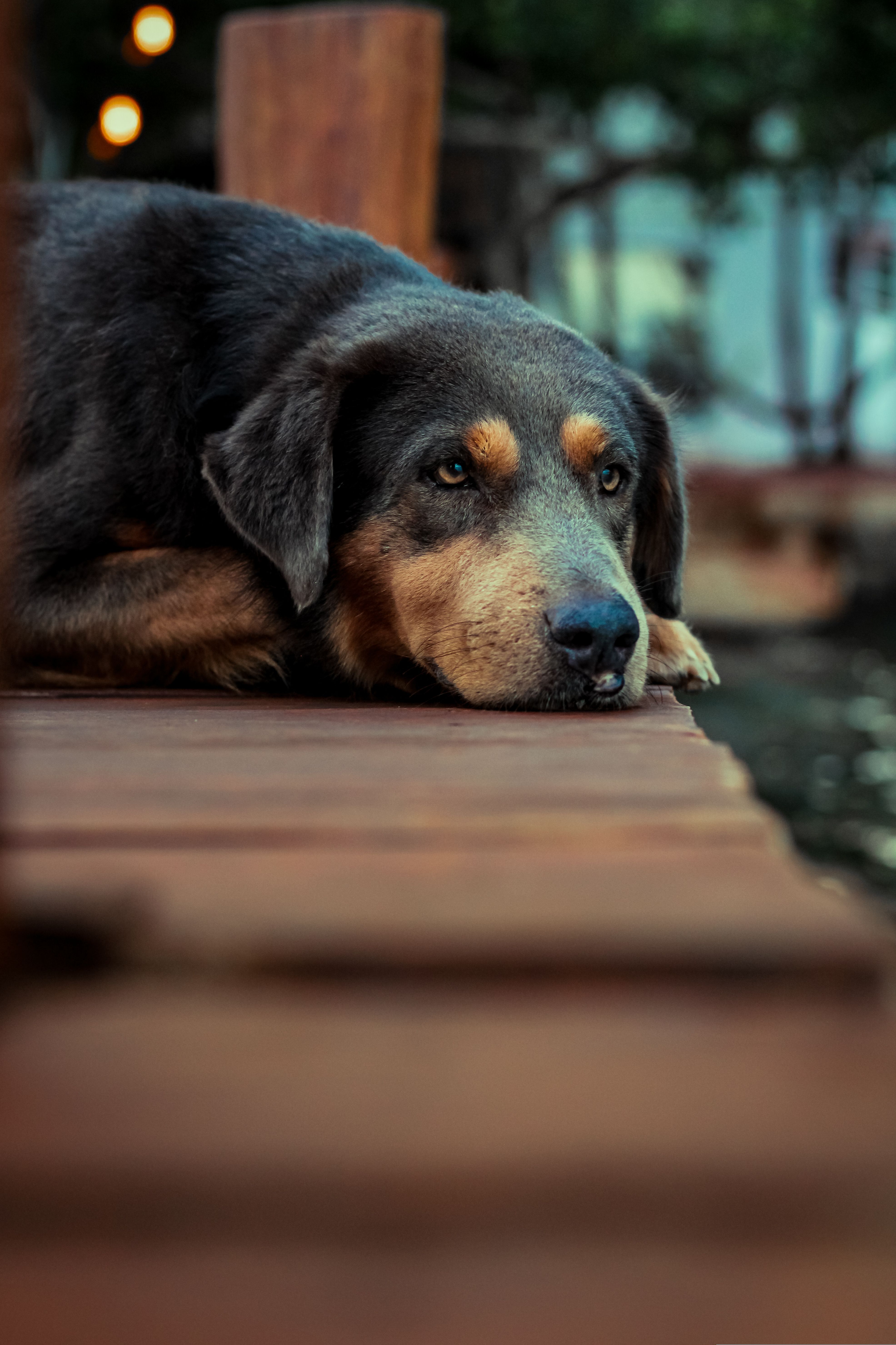 Dog Sad Face Photos, Download The BEST Free Dog Sad Face Stock Photos ...