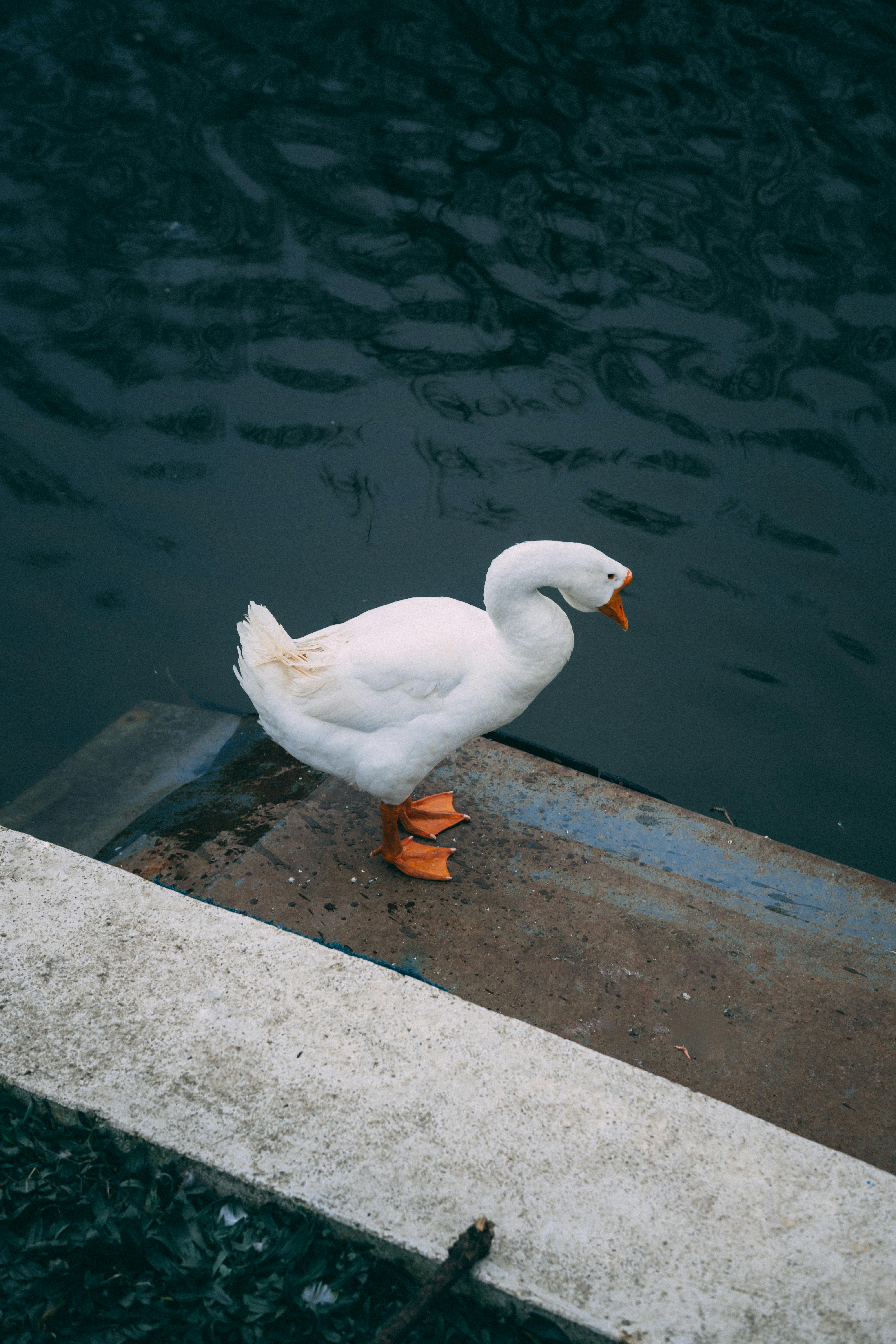 High Angle Shot of Goose near Water · Free Stock Photo