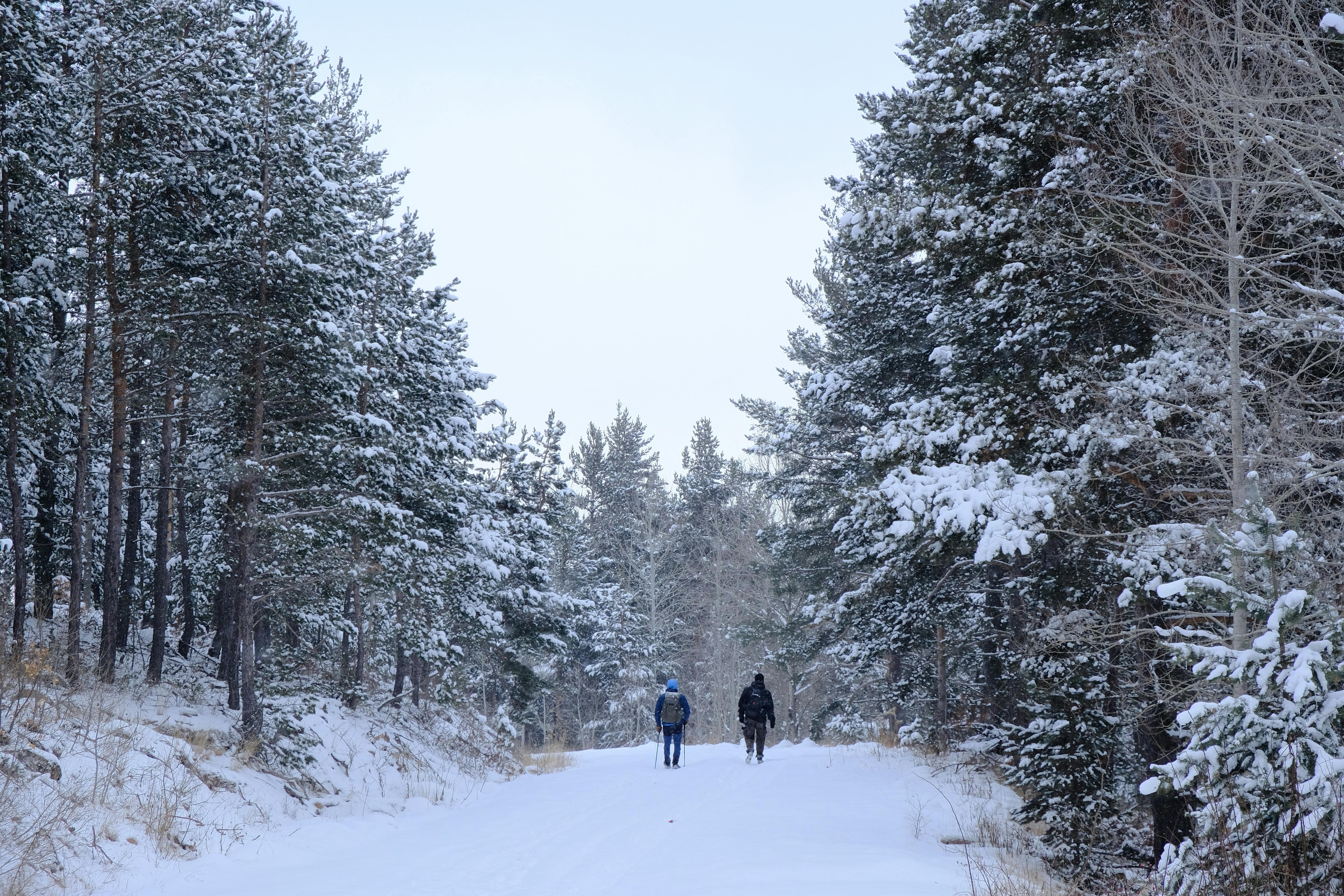 Hiker Walking in Winter Woods · Free Stock Photo
