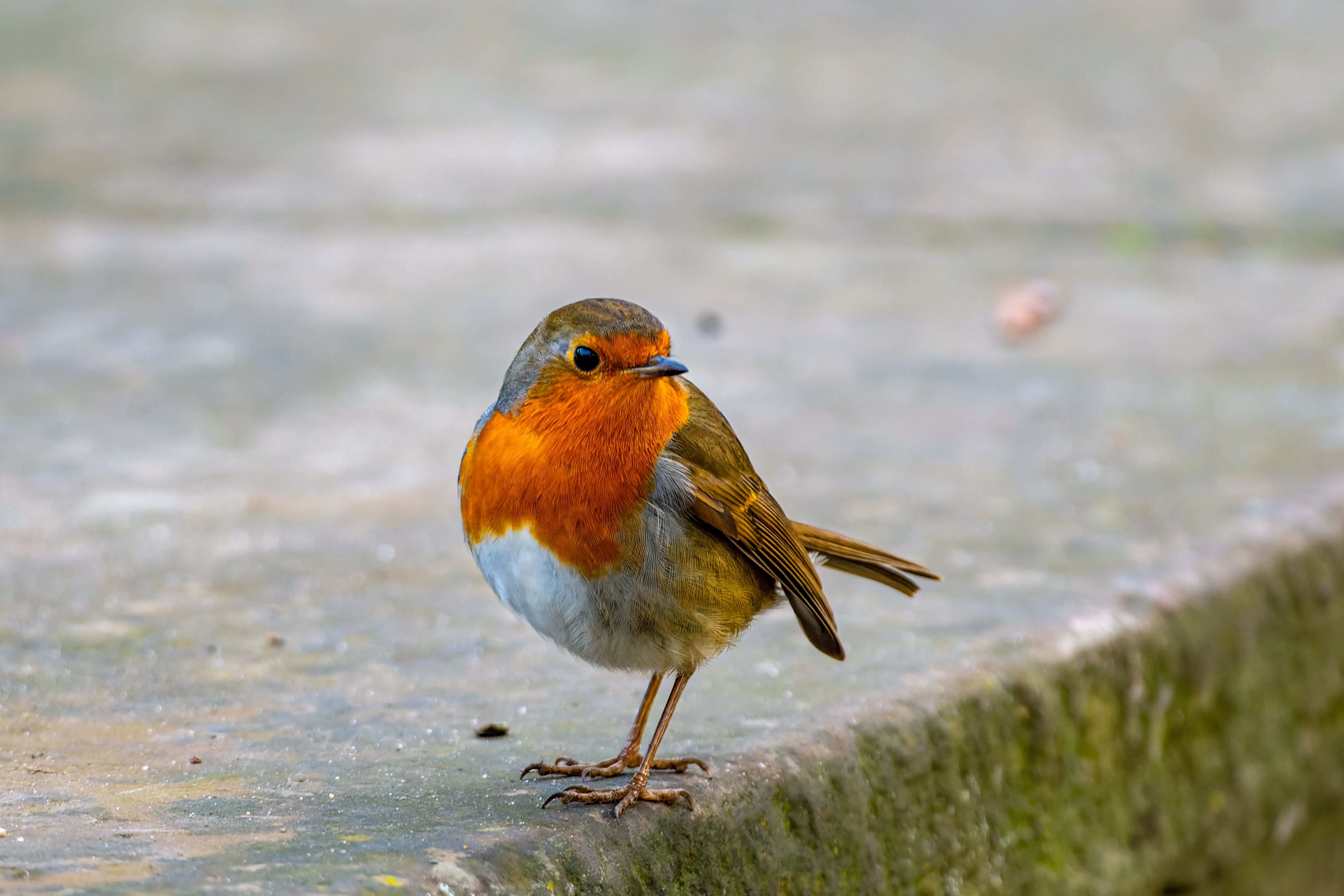 Red Breasted Robin · Free Stock Photo