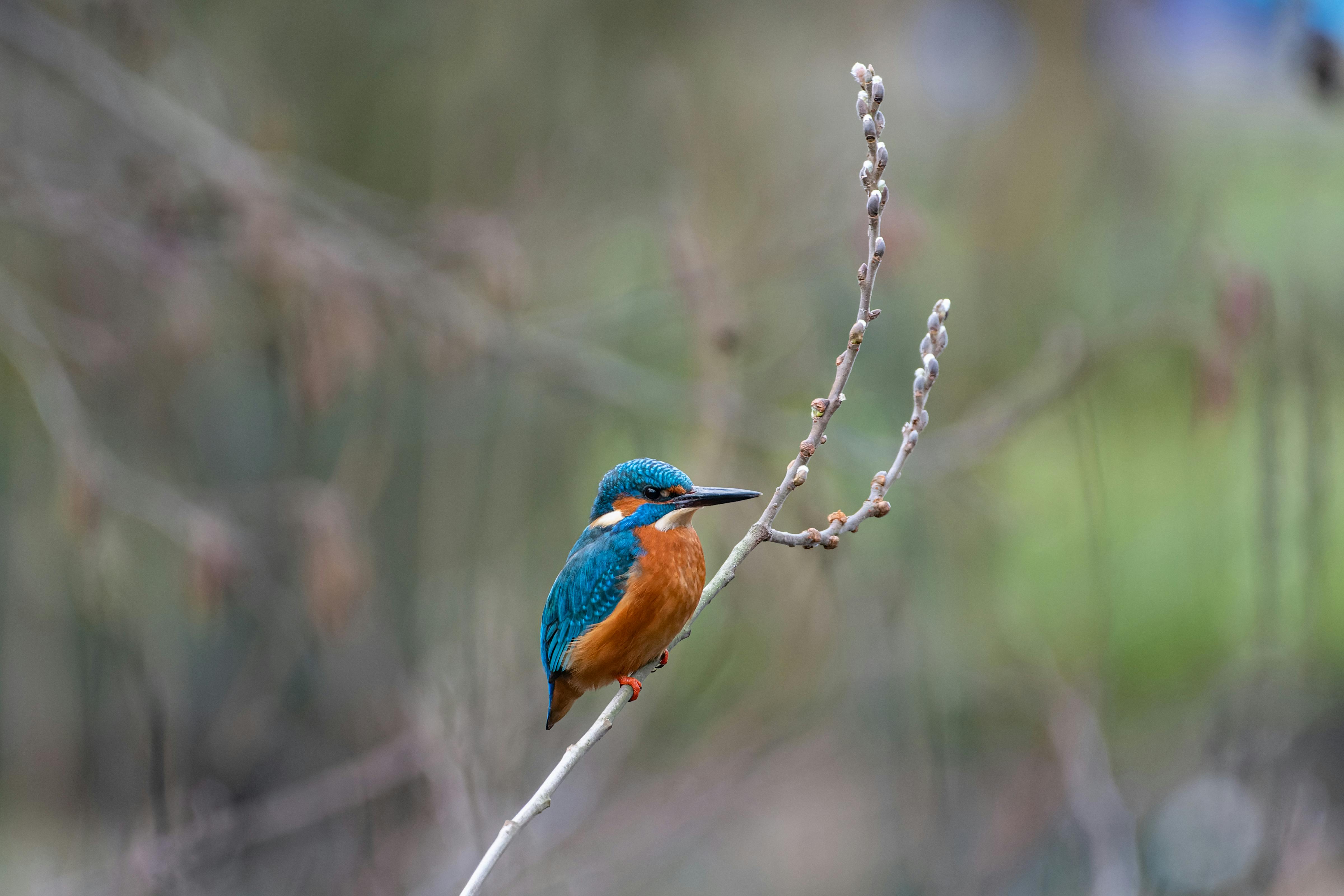 Close-up of Bird Perching on Branch · Free Stock Photo