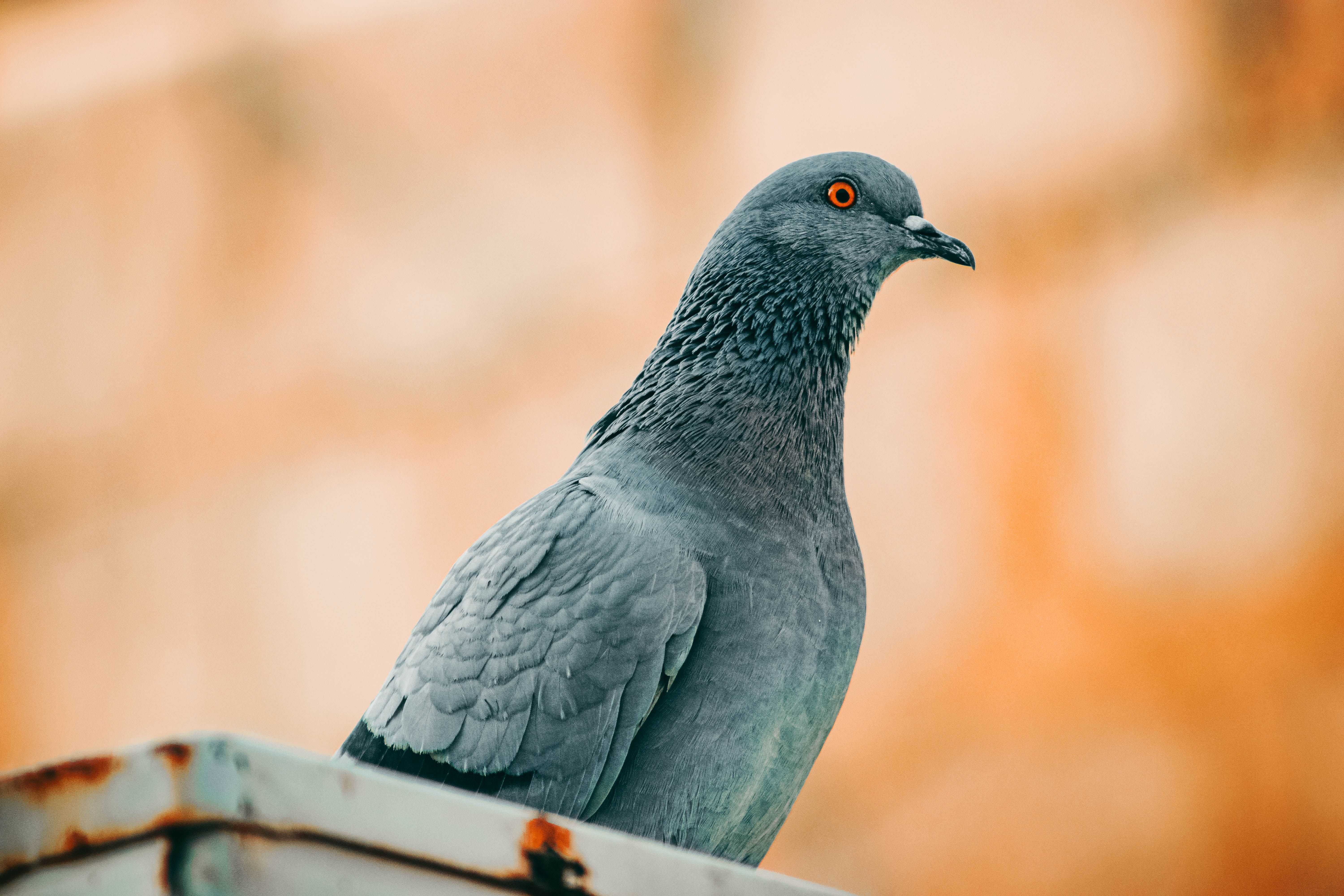 Pigeon in Hole in Wall · Free Stock Photo