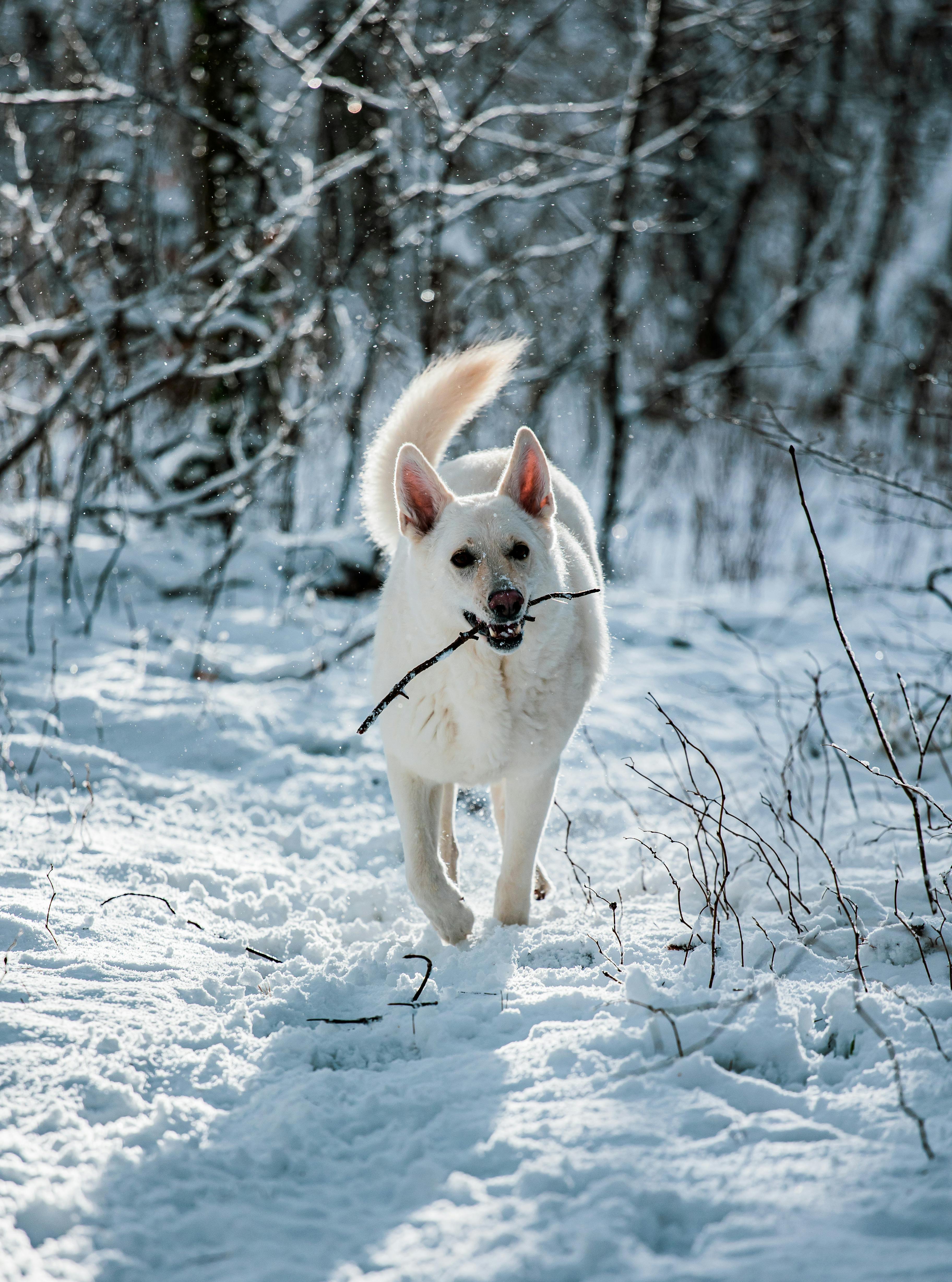 White Swiss Shepherd dog carries the stick in the winter forest in snow · Free Stock Photo