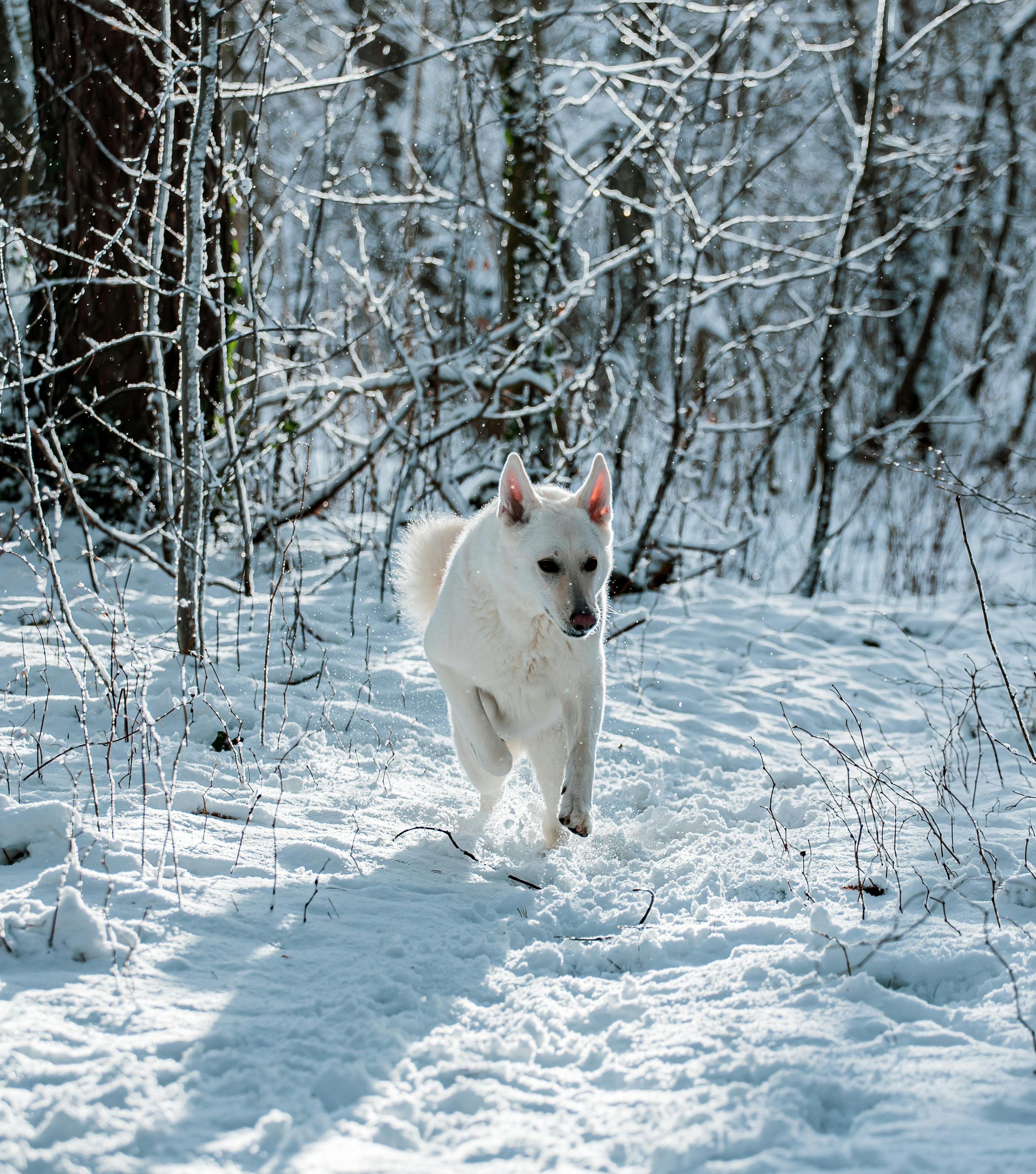 White Wolf Running Photos, Download The BEST Free White Wolf Running Stock Photos & HD Images