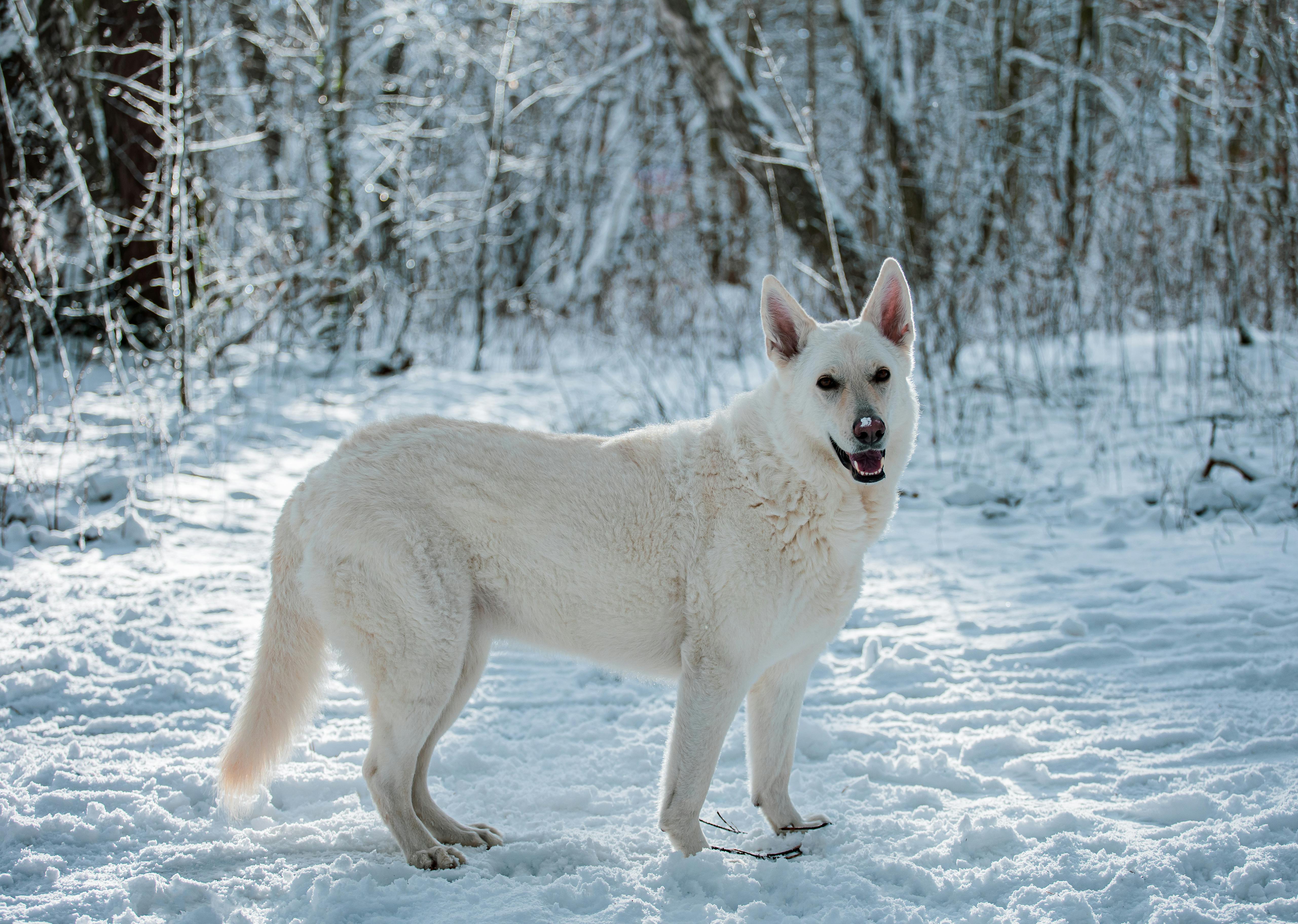 Two White Dogs On Field · Free Stock Photo