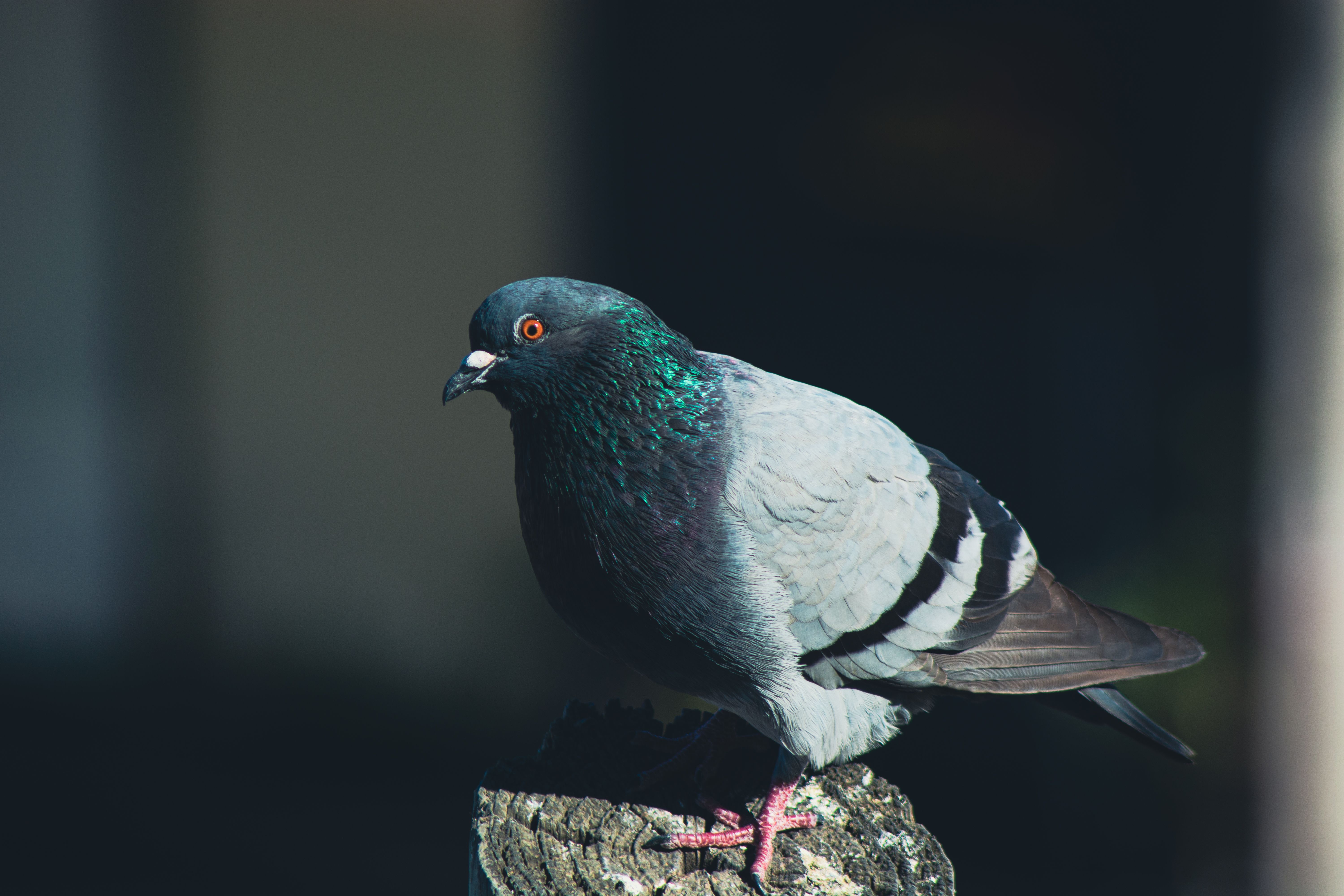 Grayscale Photo of Tow Pigeons · Free Stock Photo