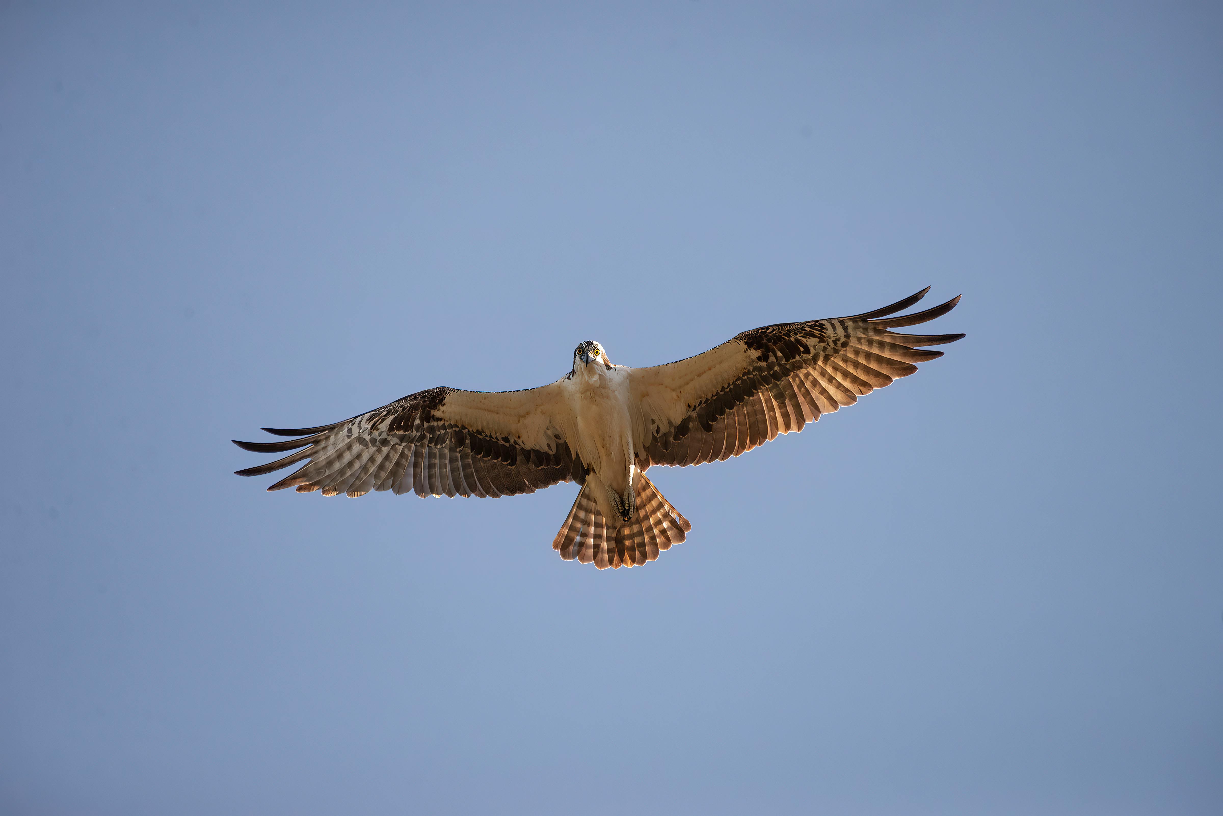 Photo of Flying Hawk · Free Stock Photo