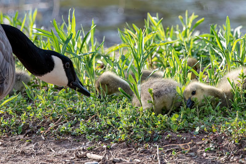 Silly Goose Wallpaper Photos, Download The BEST Free Silly Goose ...