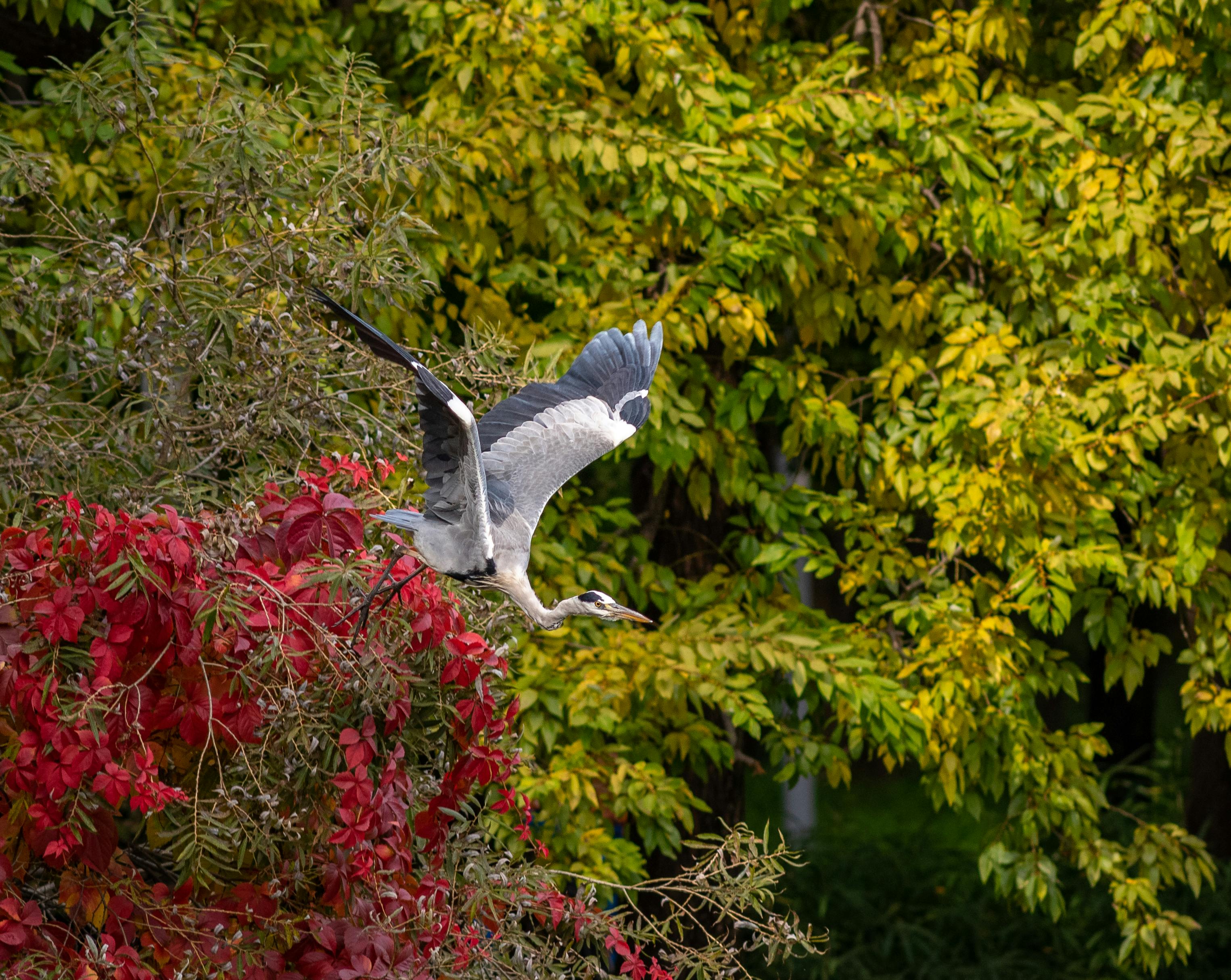 Bird Flying off a Branch · Free Stock Photo