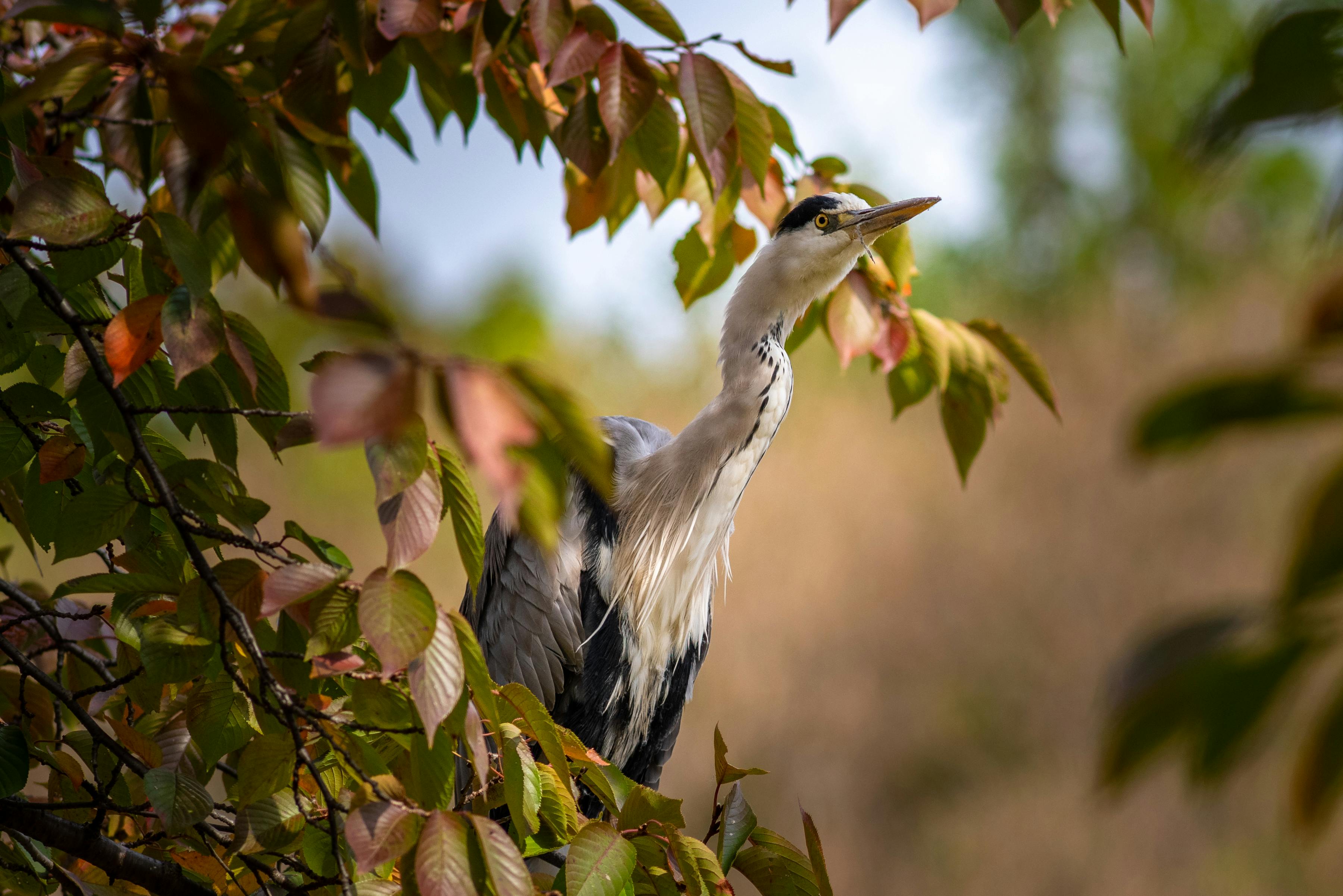 Roosting Heron Photos, Download The BEST Free Roosting Heron Stock ...