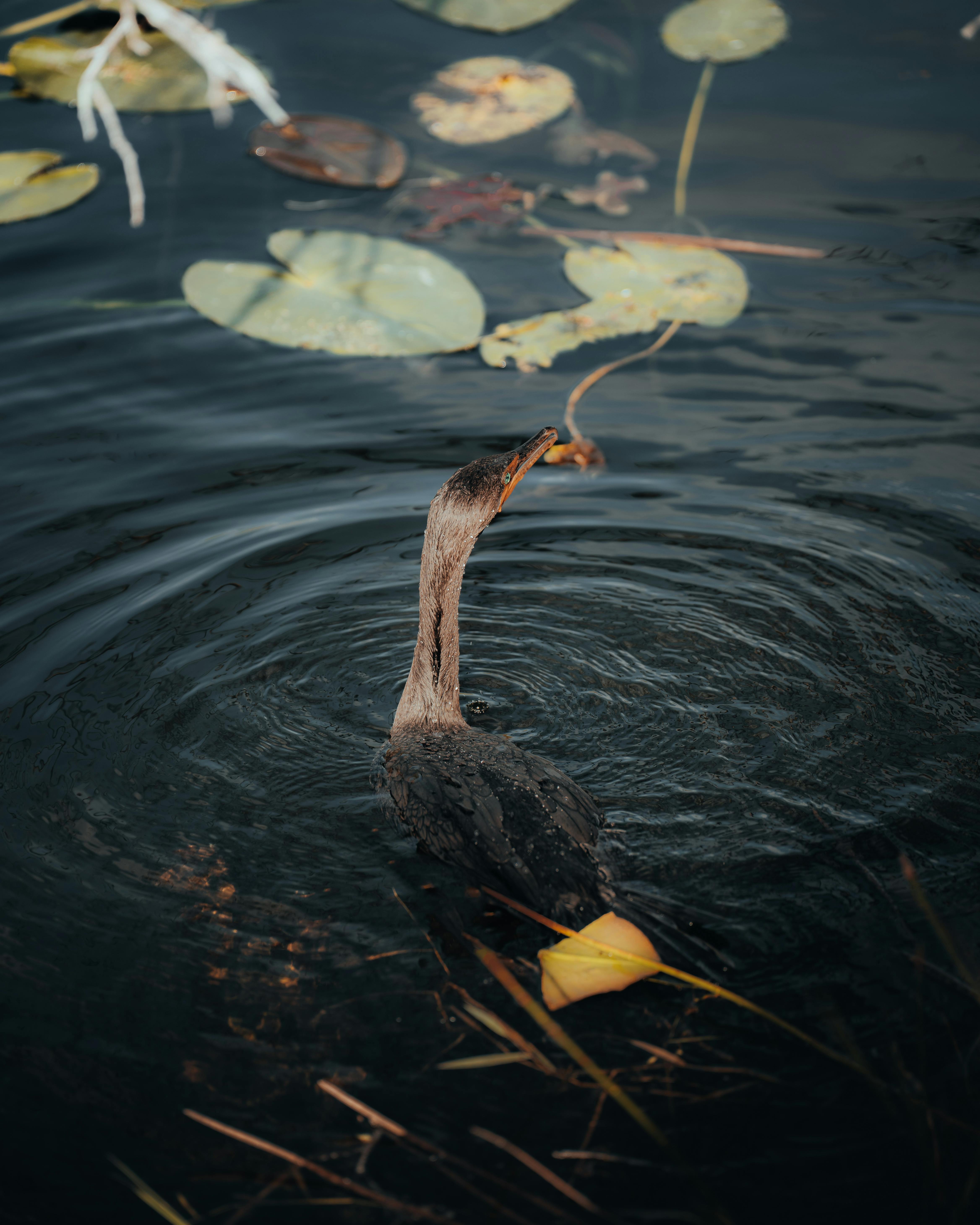 Marsh Arabs Photos, Download The BEST Free Marsh Arabs Stock Photos ...