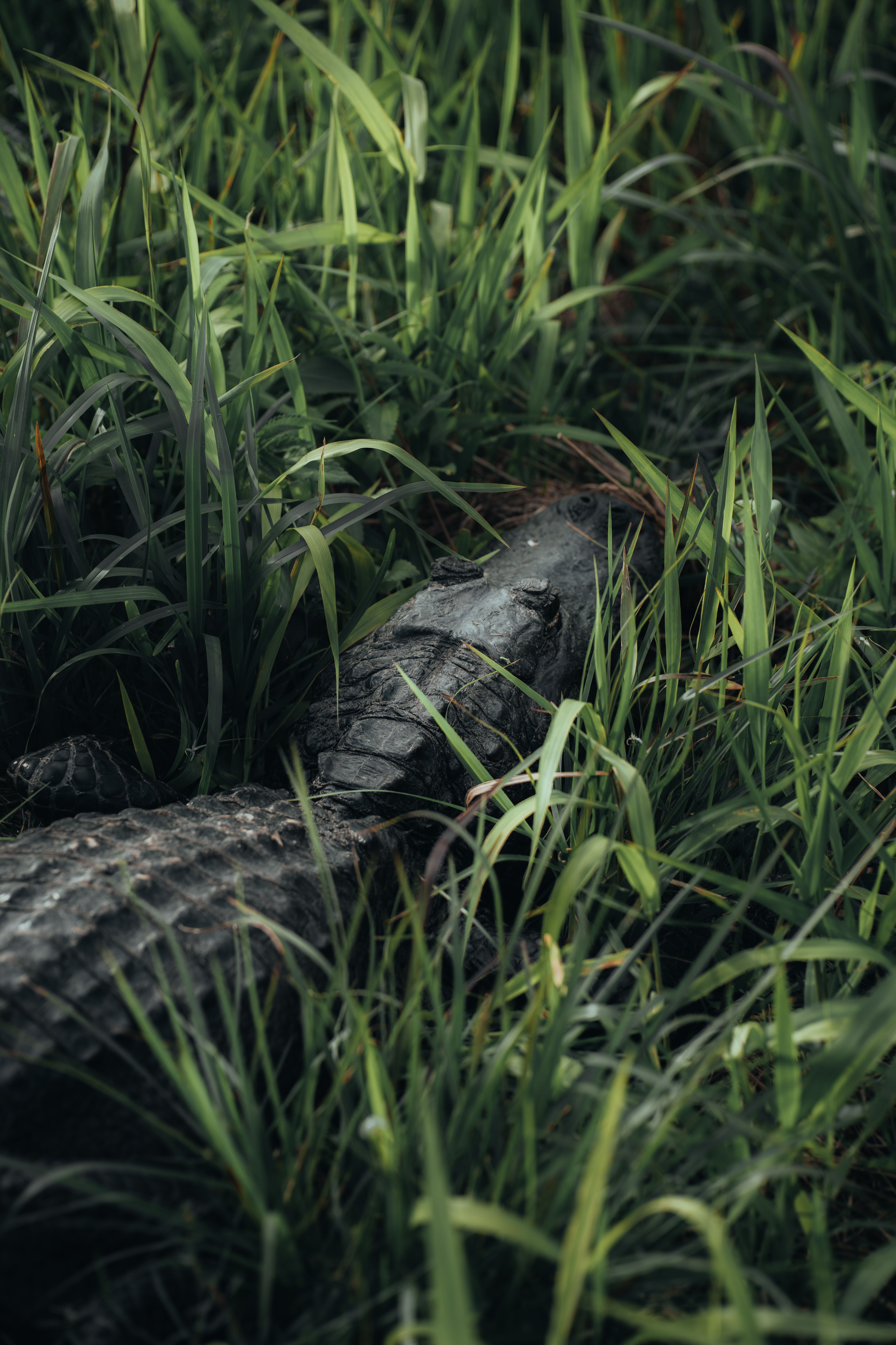 Green Them Photos, Download The BEST Free Green Them Stock Photos & HD ...