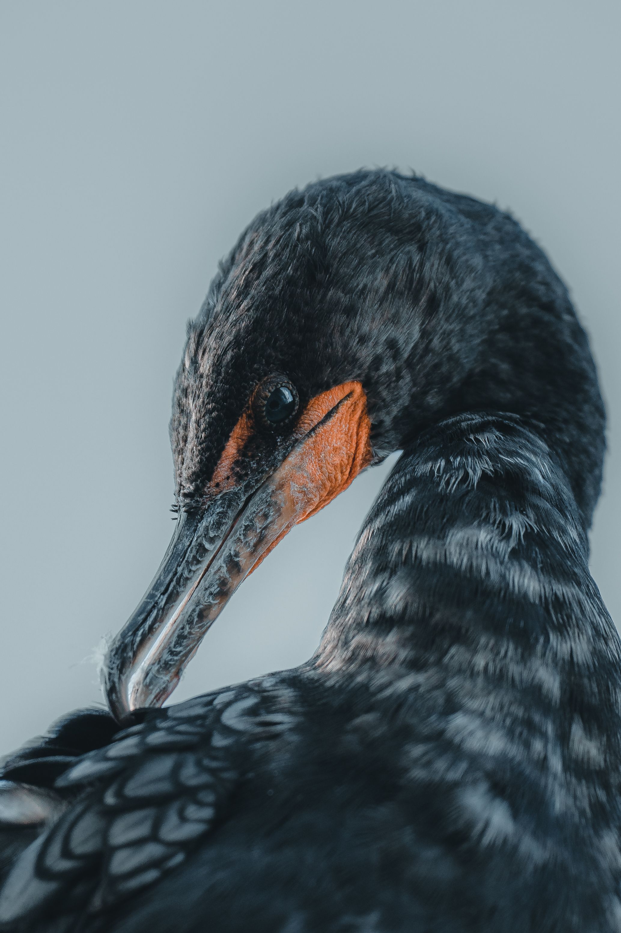 Foto de stock gratuita sobre aves, fauna, naturaleza, observación de ...