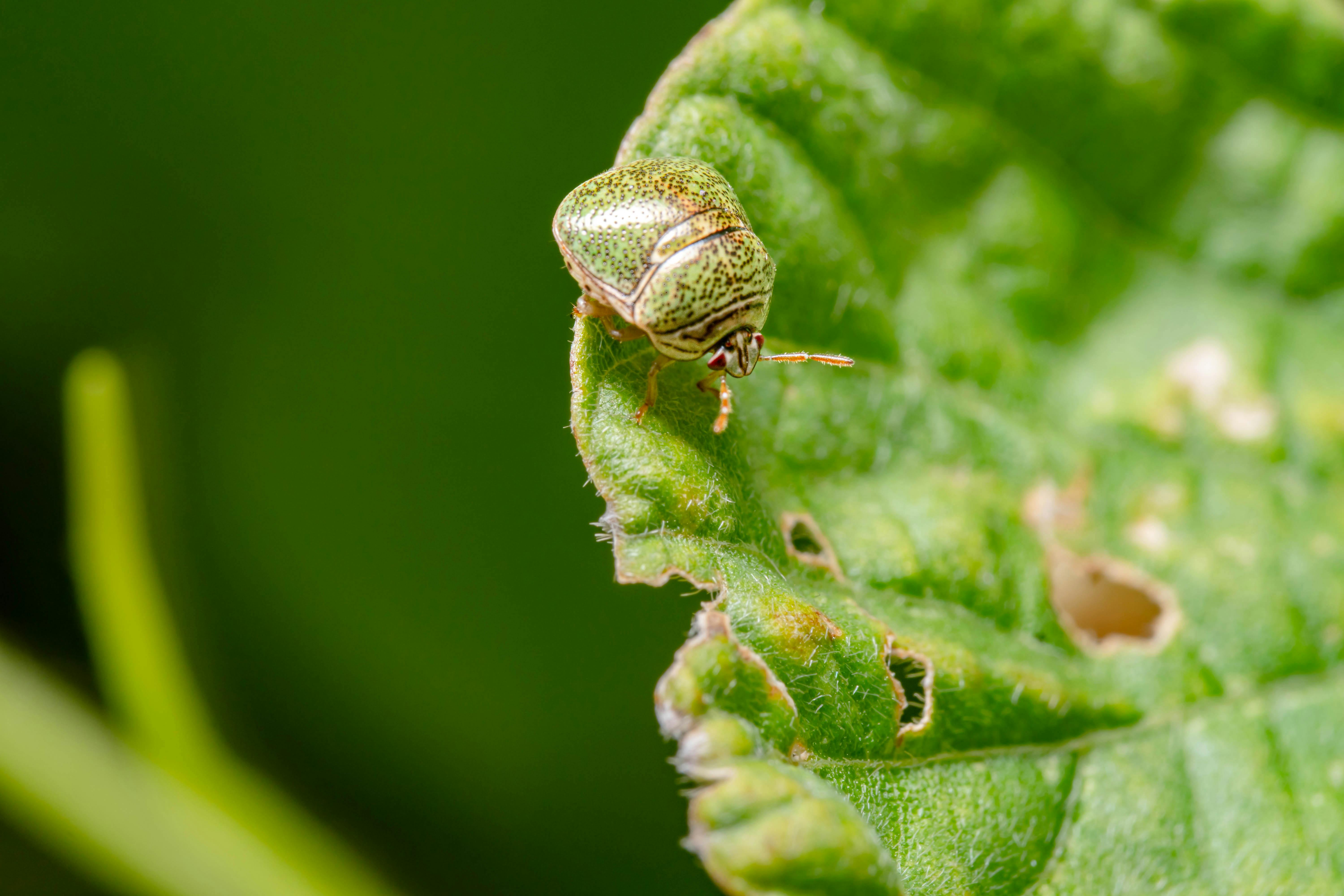 The kudzu bug, Megacopta cribraria is a shield bug that is native to ...