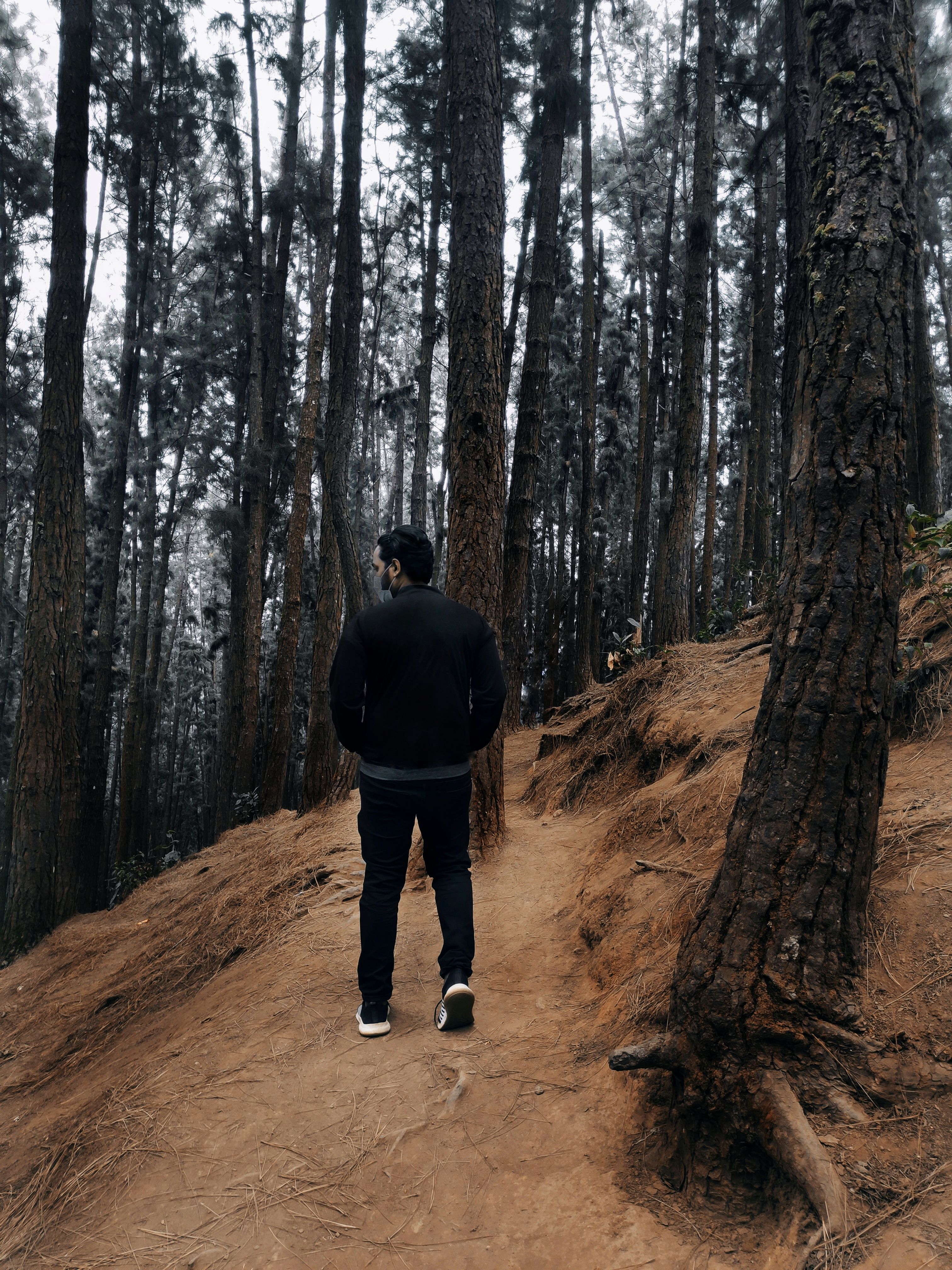 Man in a Forest · Free Stock Photo