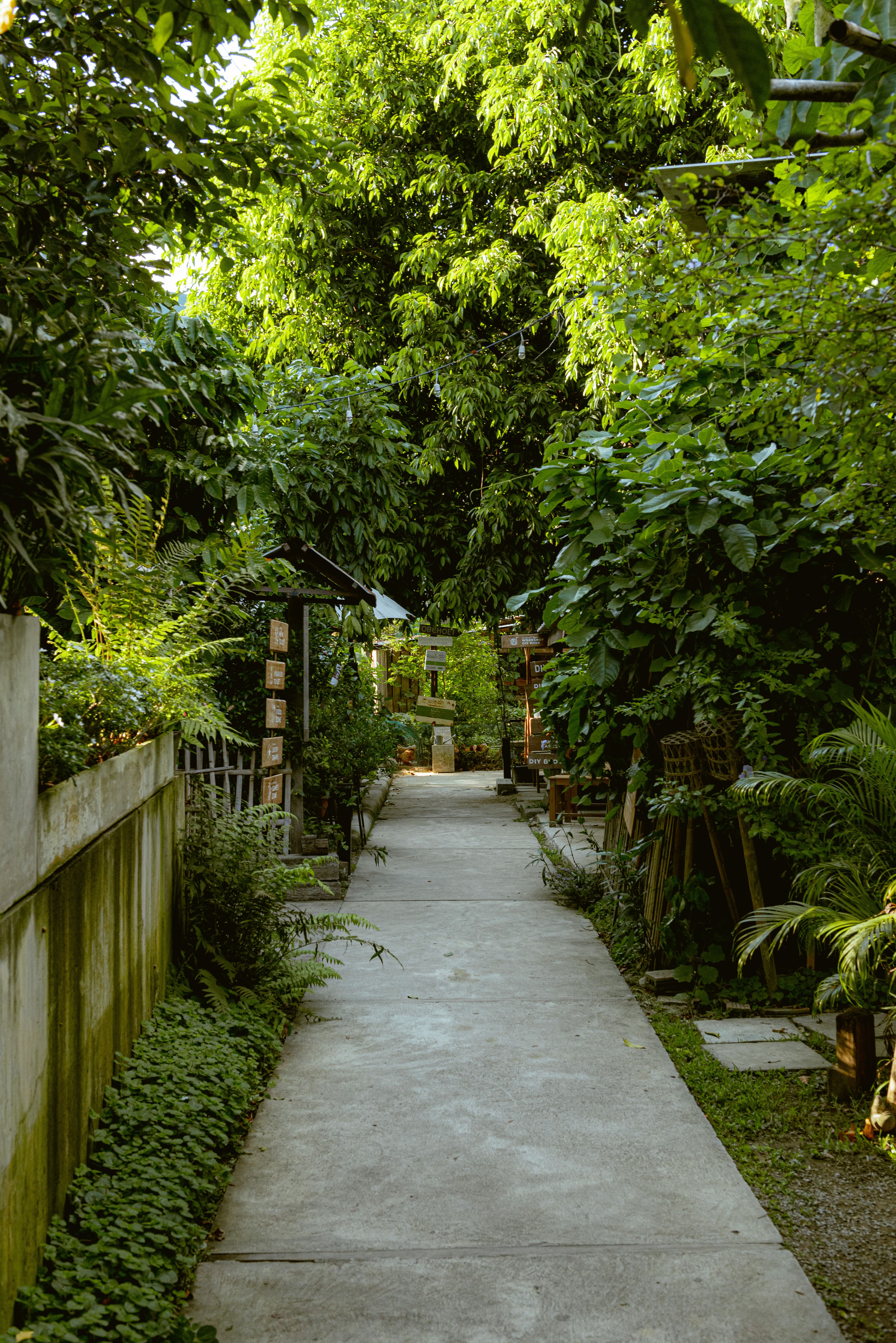 Green Plants and Green Trees by the Paved Pathway · Free Stock Photo