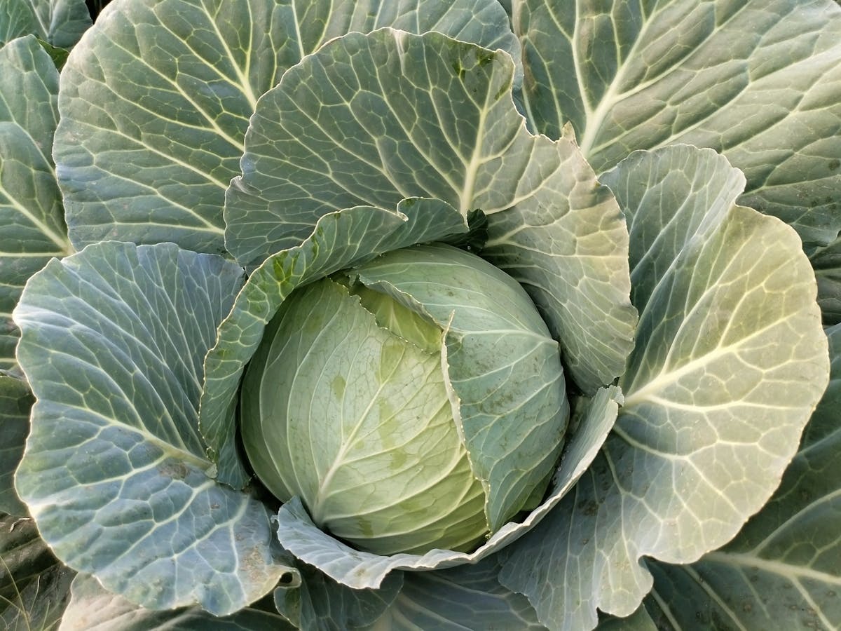 Cabbage Patch Photos, Download The BEST Free Cabbage Patch Stock Photos ...