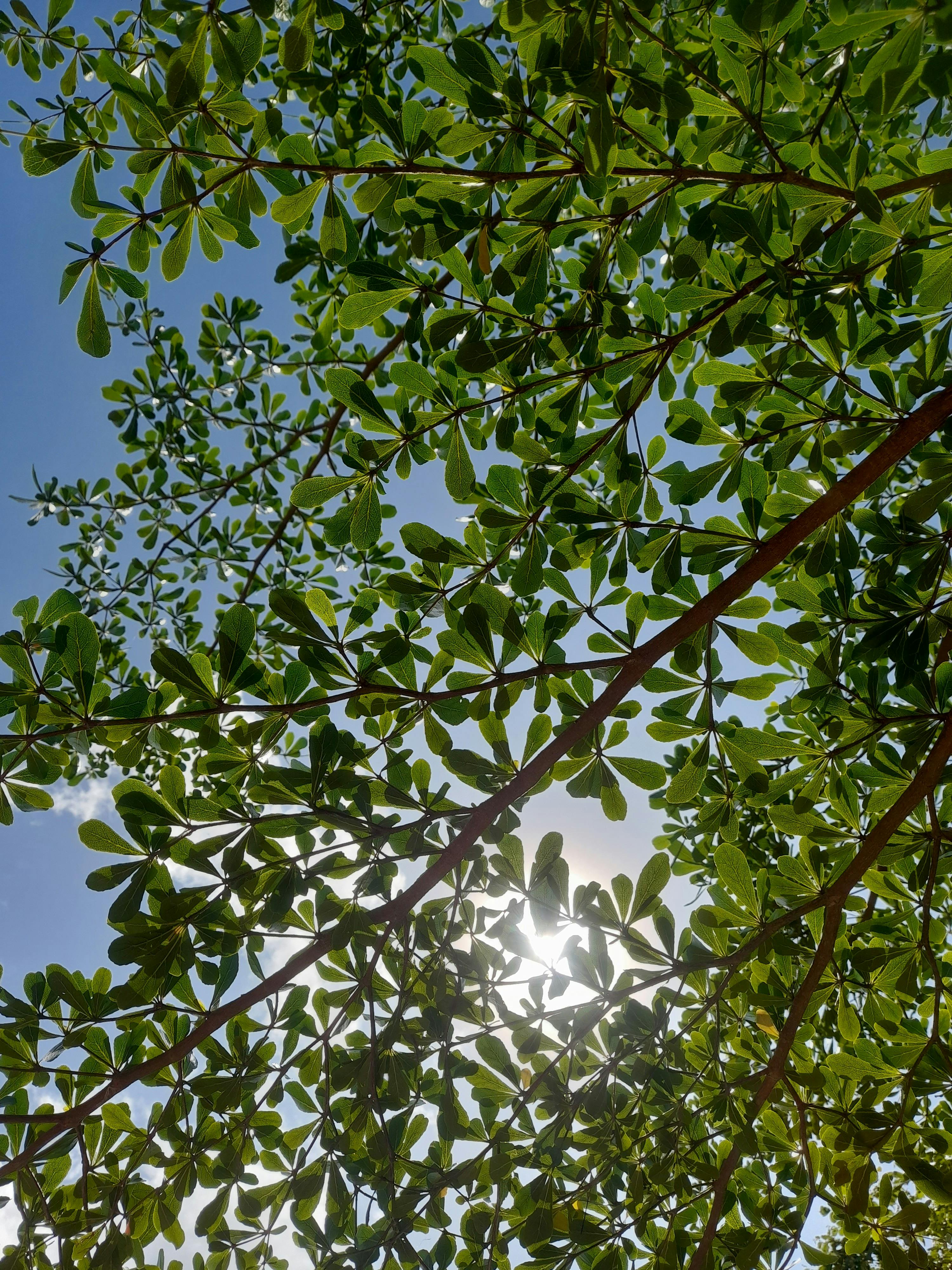 Muchindu Kalimina - Fotografi