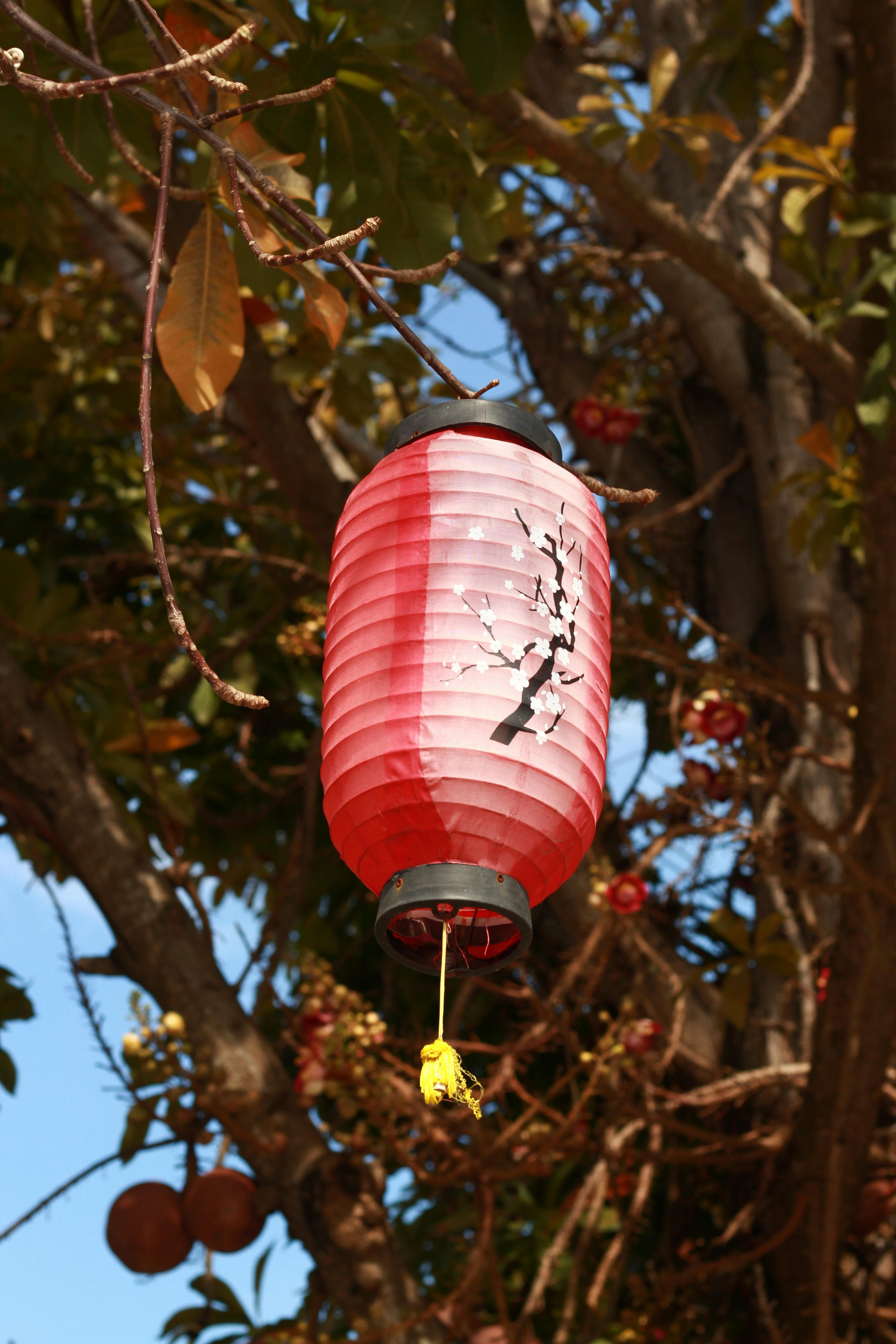 Red Ribbons with Blessings Hanging on a Tree Branch · Free Stock Photo