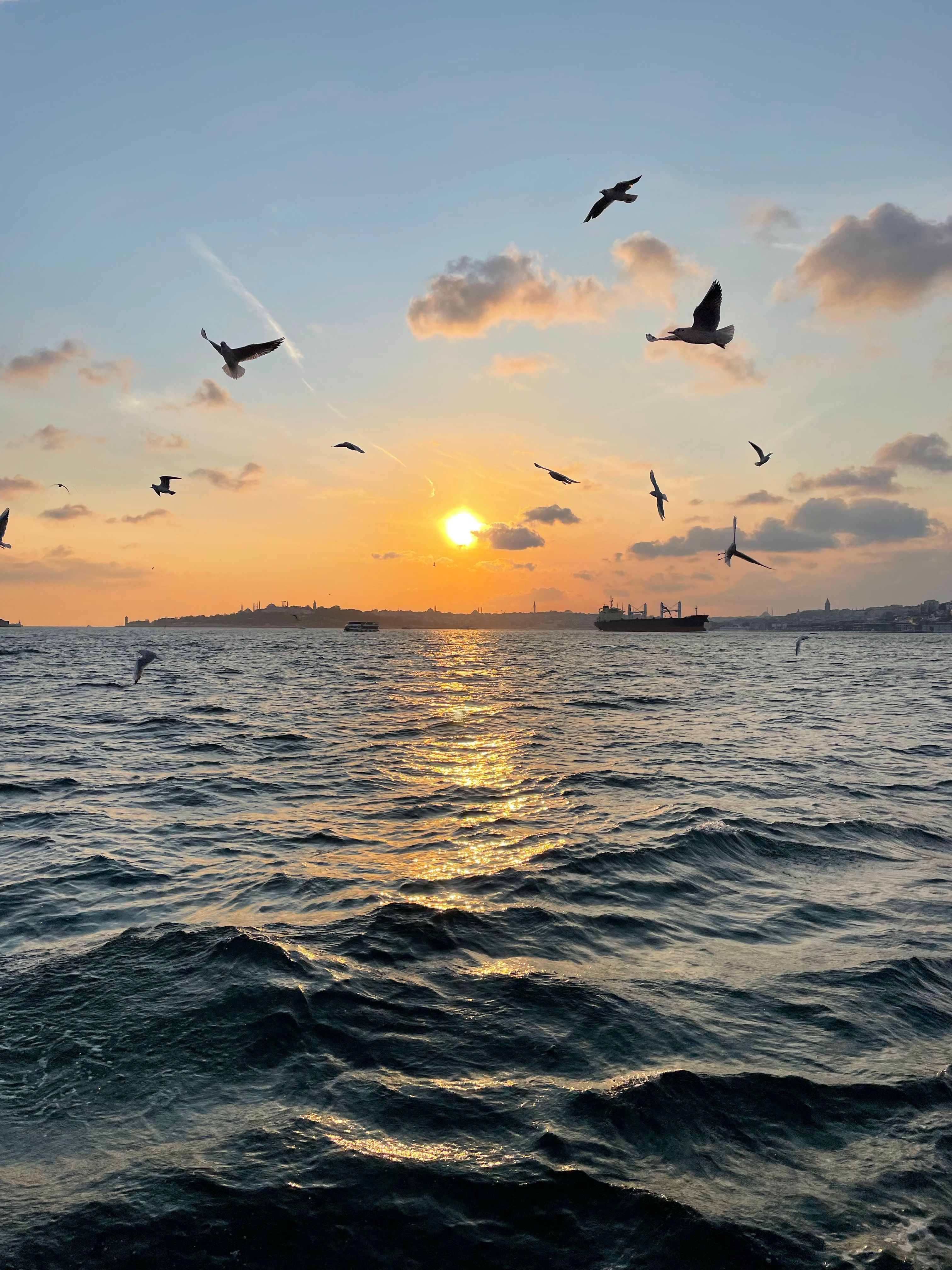 Flying Birds Background Photos, Download The BEST Free Flying Birds ...